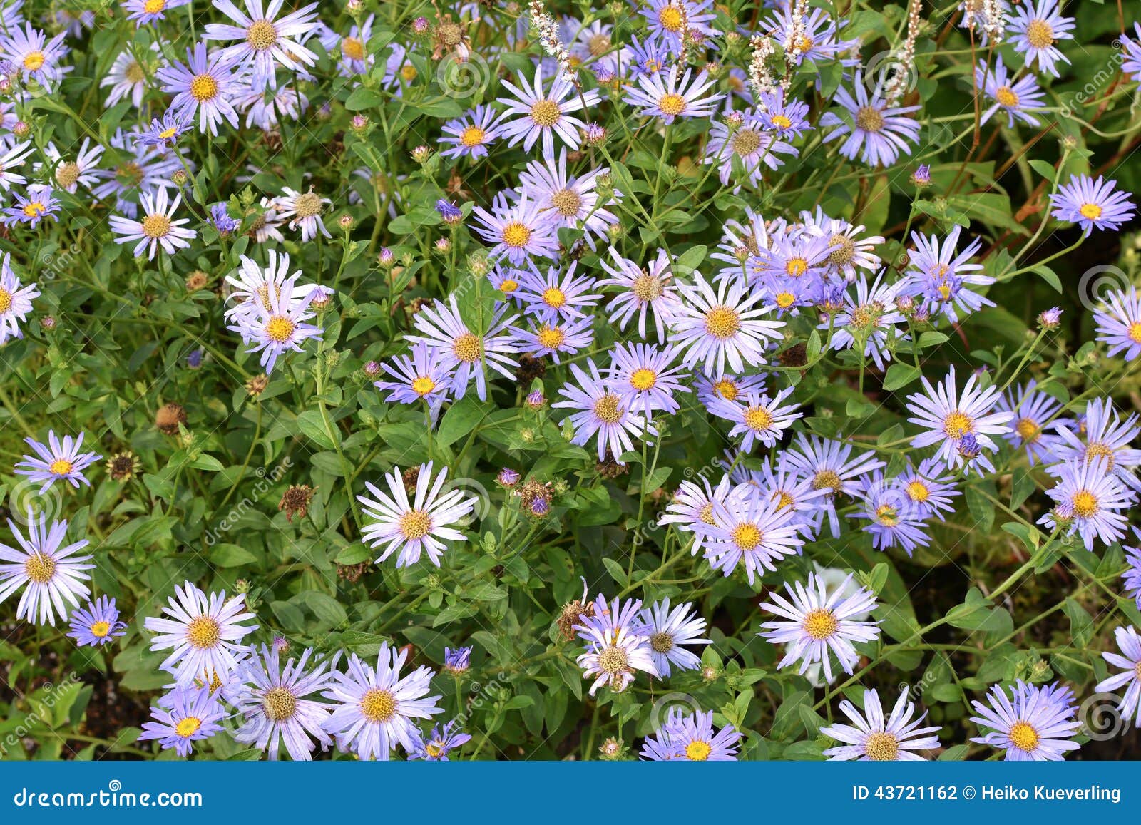 Summer flowers stock photo. Image of garden, flowers - 43721162