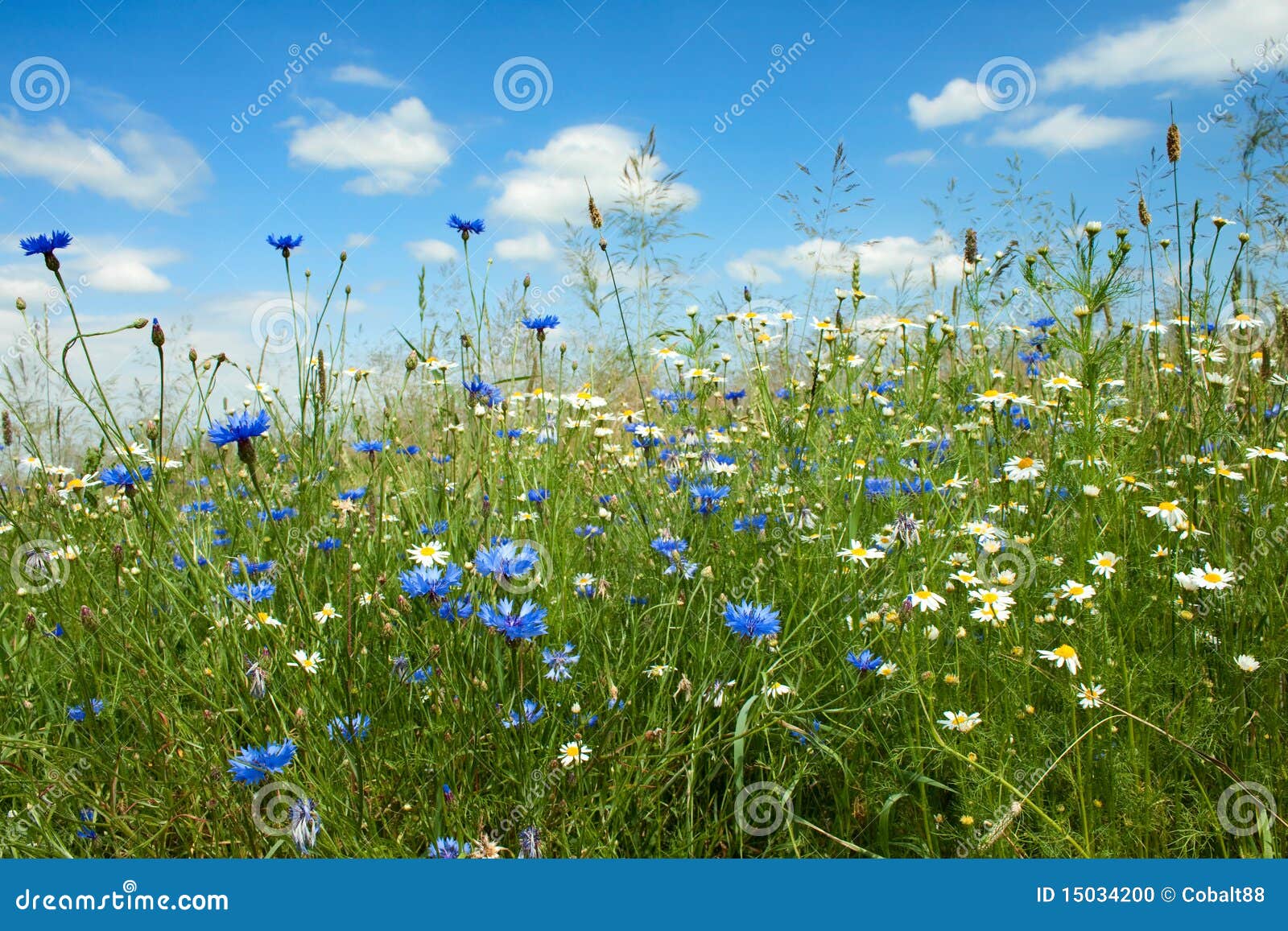 Summer flowers field stock photo. Image of petal, meadow - 15034200