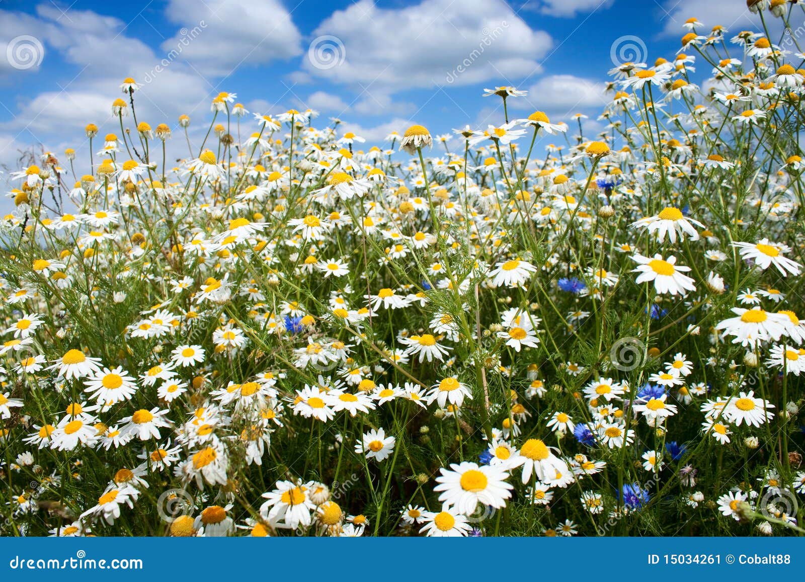 Summer flowers field stock image. Image of sunny, farming - 15034261