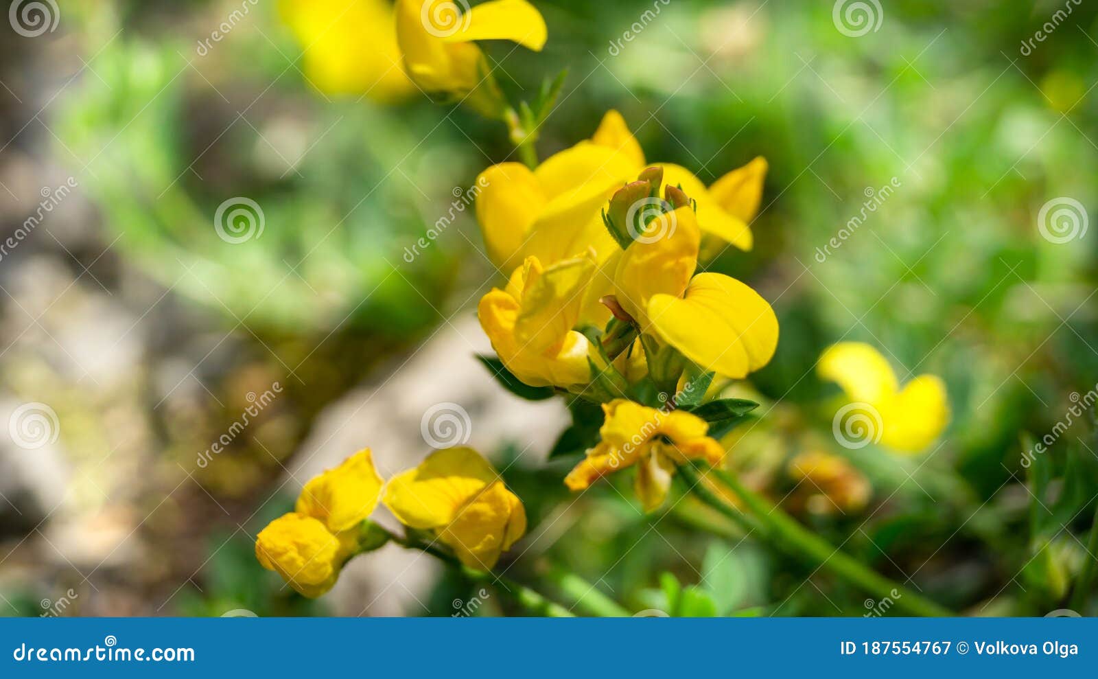 Summer Flowers in a Green Forest Stock Image - Image of forest, summer ...