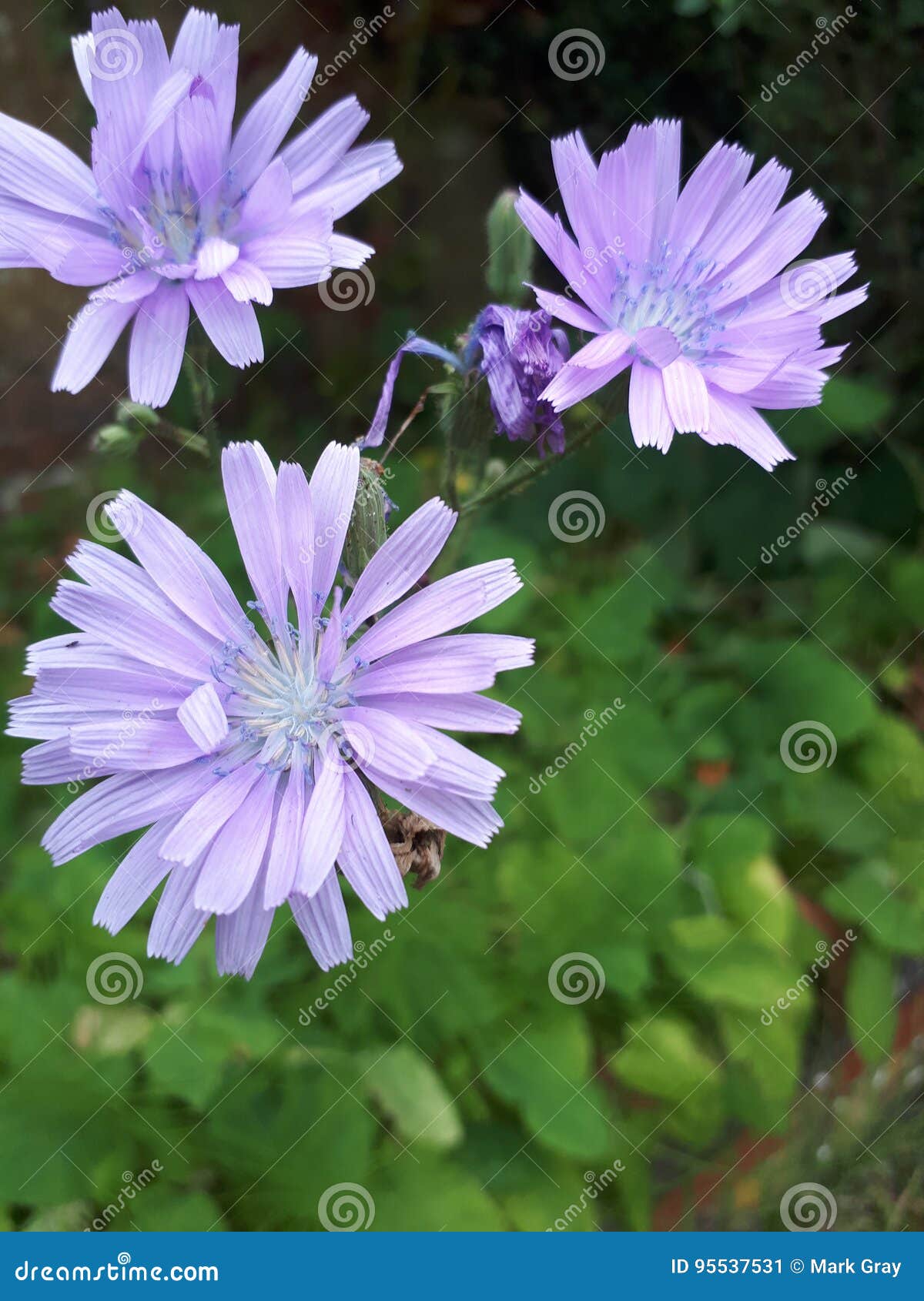 Summer Flowers stock image. Image of purple, floral, summer - 95537531