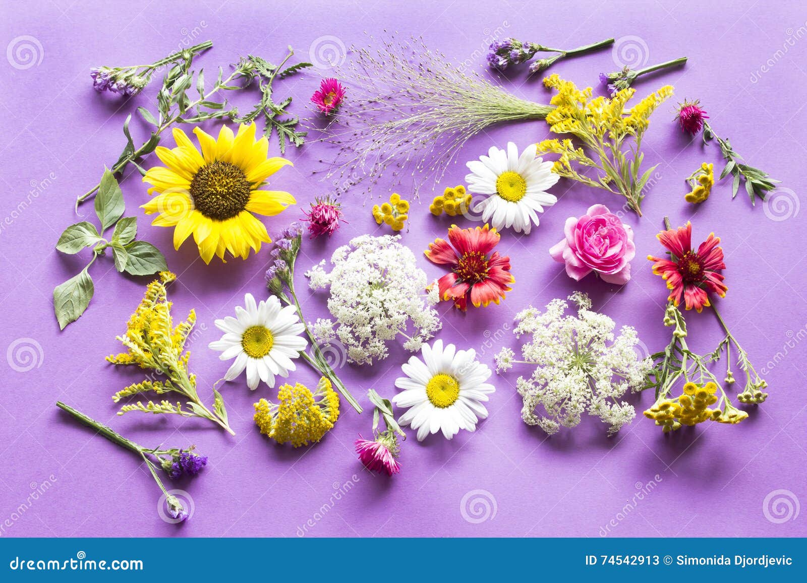 Summer Flowers on a Purple Background Stock Image - Image of color ...
