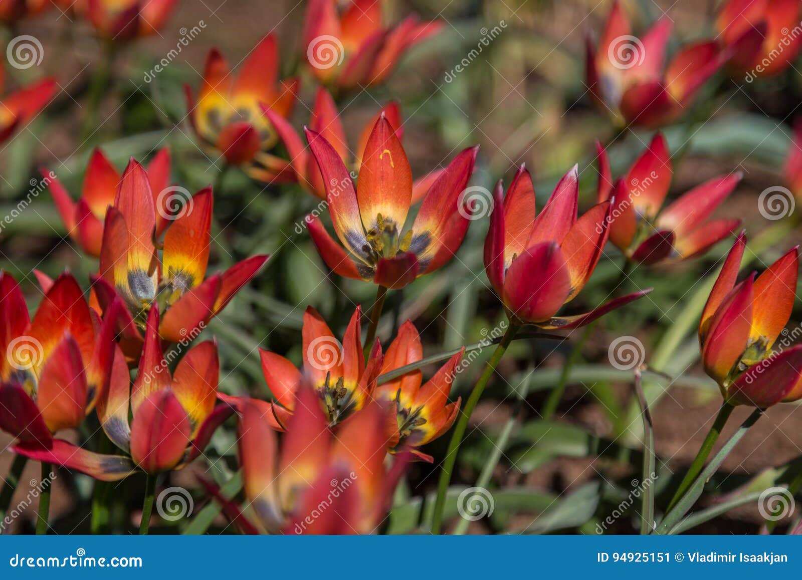 Summer Flowers in Tallinn Botanic Gaden Stock Image - Image of flora ...