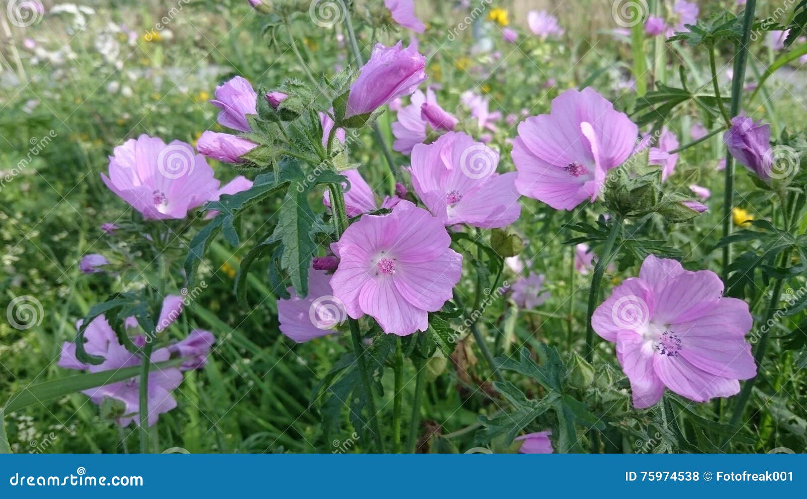 Summer flowers stock photo. Image of violet, summer, flora - 75974538