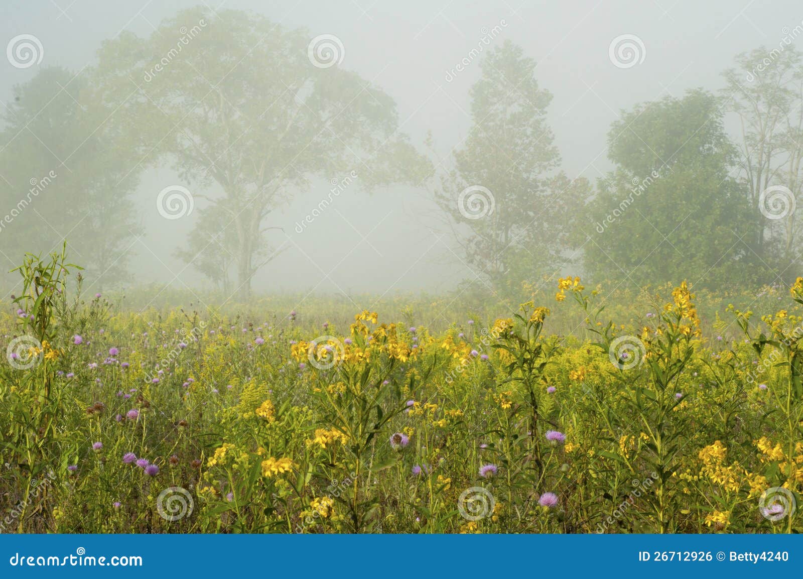 Summer fog and flowers stock photo. Image of mists, season - 26712926