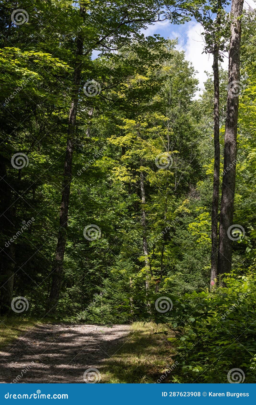 Summer Foliage Along a Trail in Algonquin Park Ontario Stock Photo ...