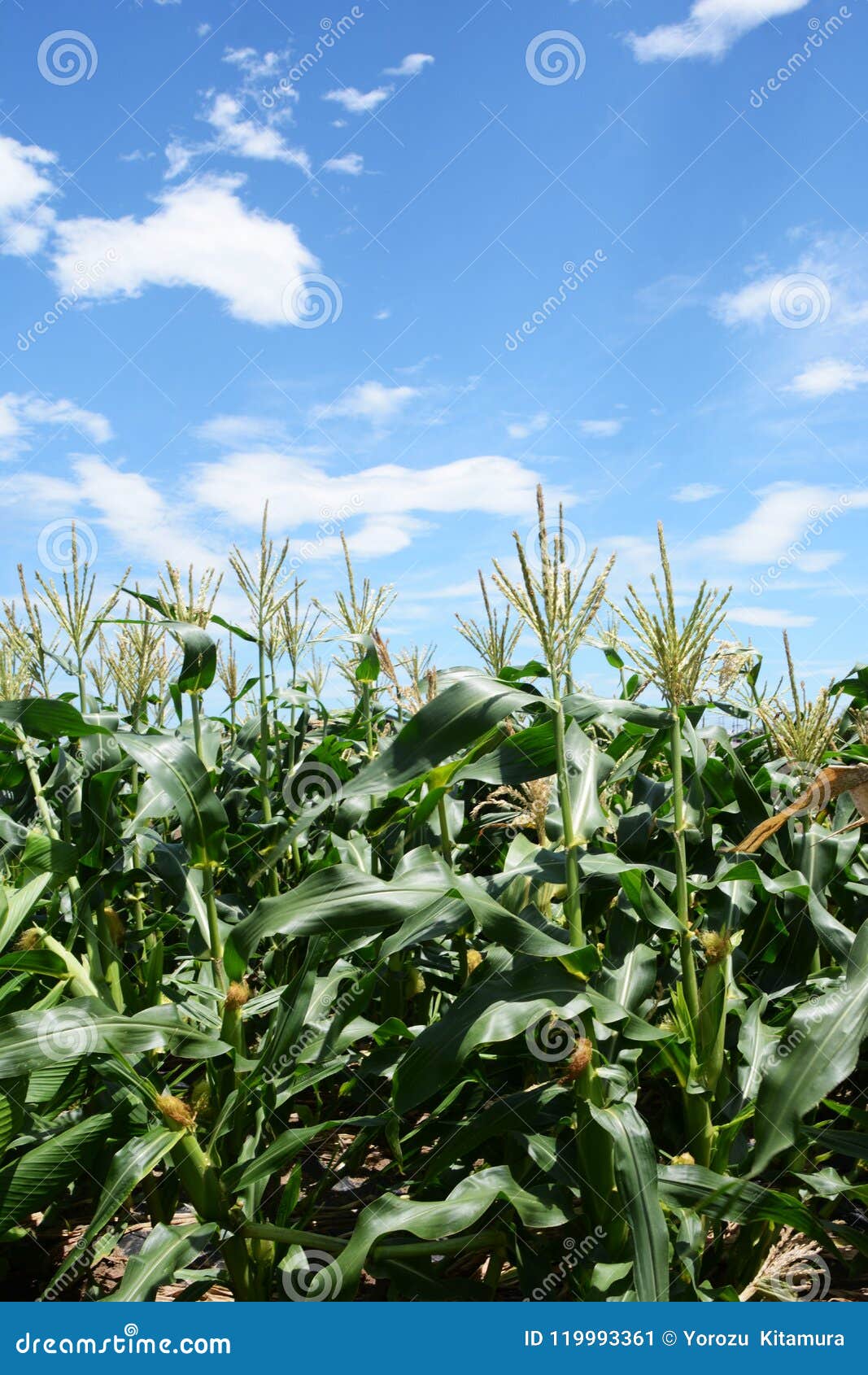 Corn cultivation stock image. Image of growing, maize - 119993361