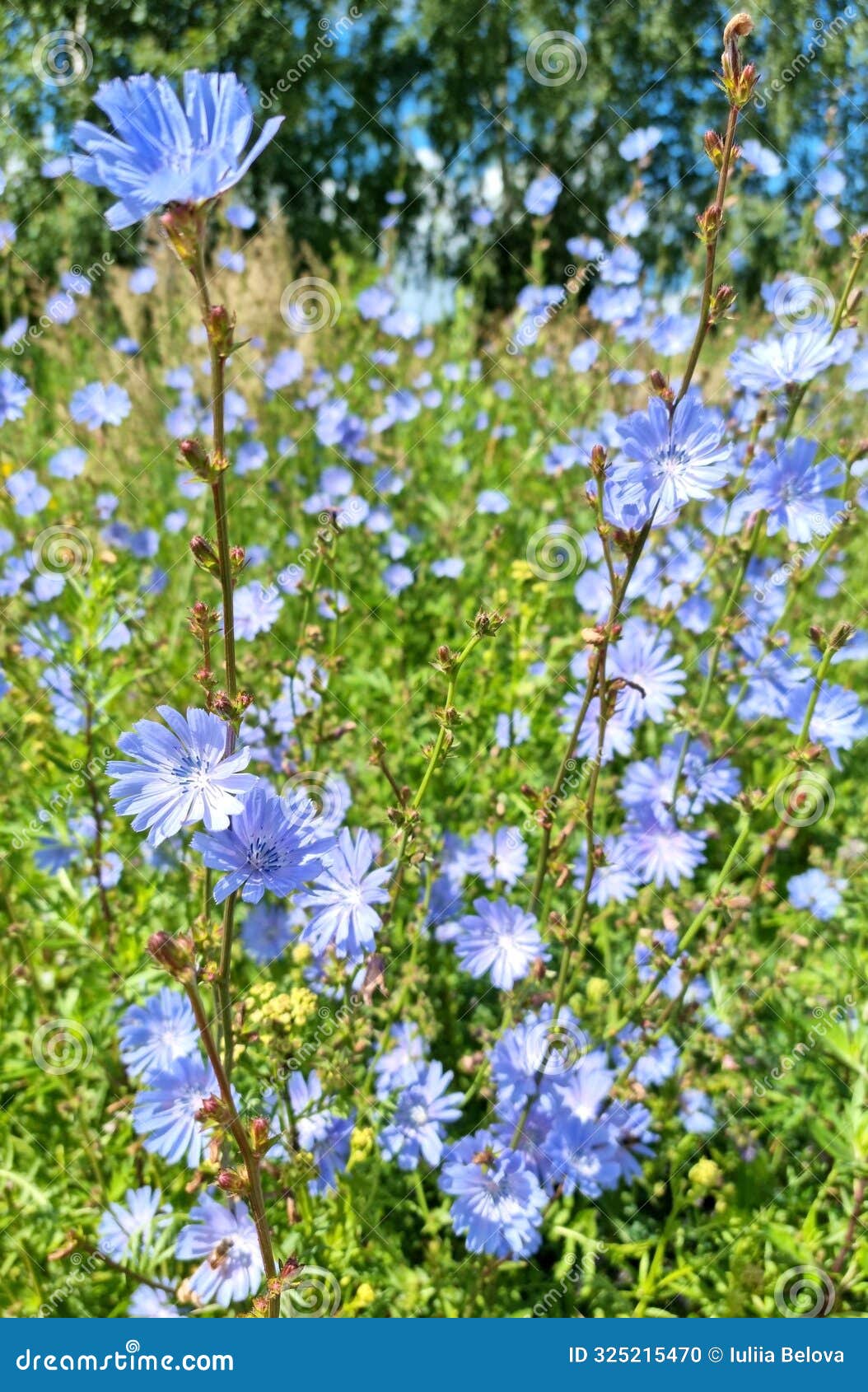 Summer Forbs. Blooming Chicory in the Field Stock Photo - Image of ...