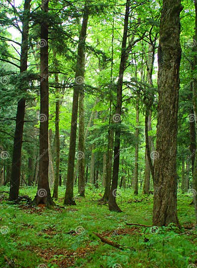 Summer Forest stock photo. Image of outdoors, spruce - 11576308