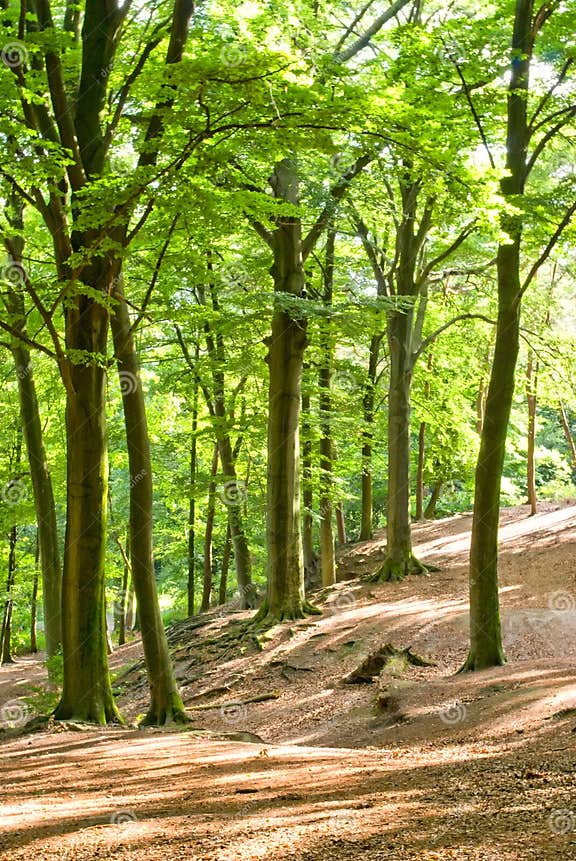 Summer forest stock photo. Image of park, autumn, lush - 13552644