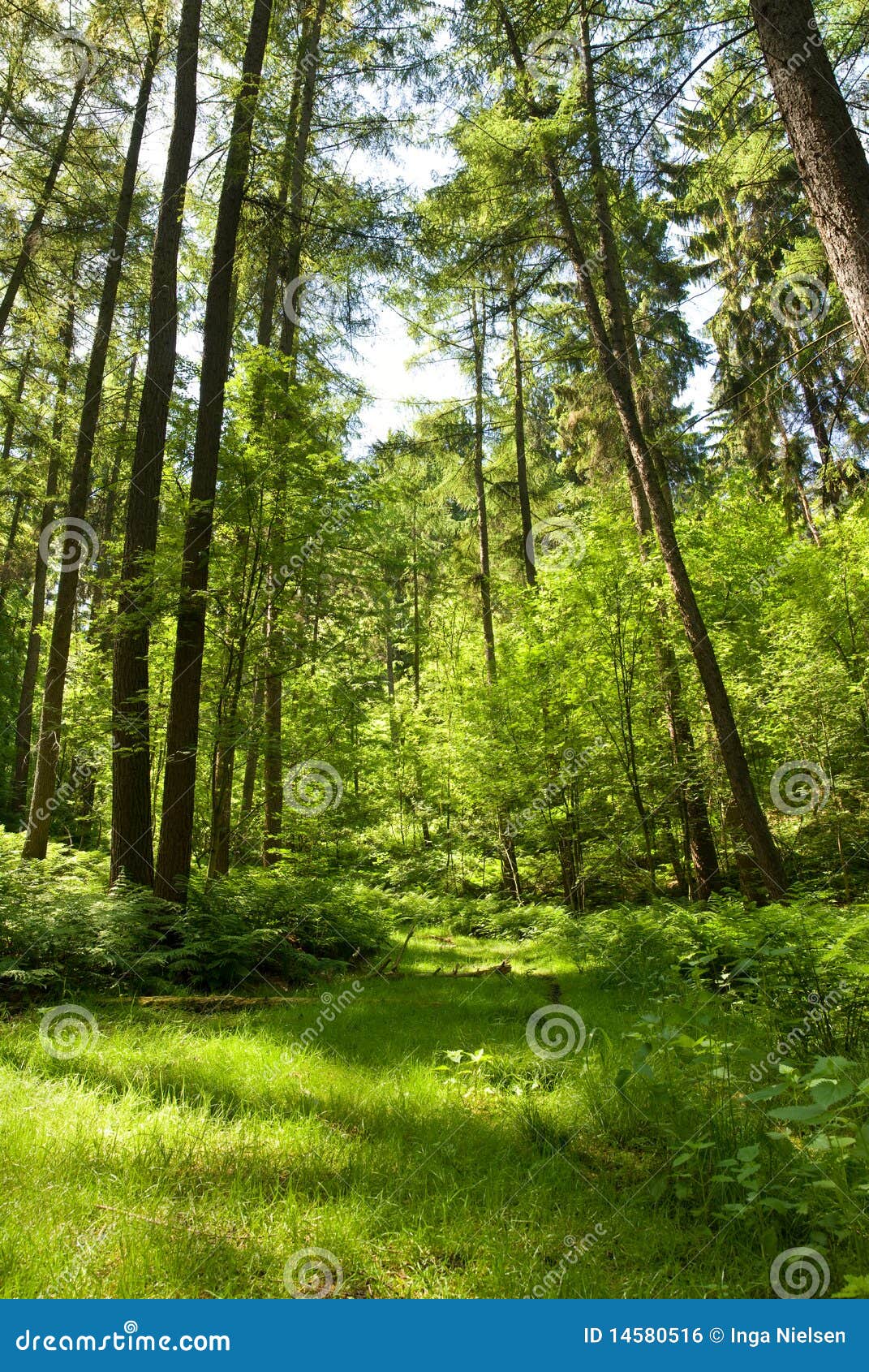 Summer Forest Wallpapers