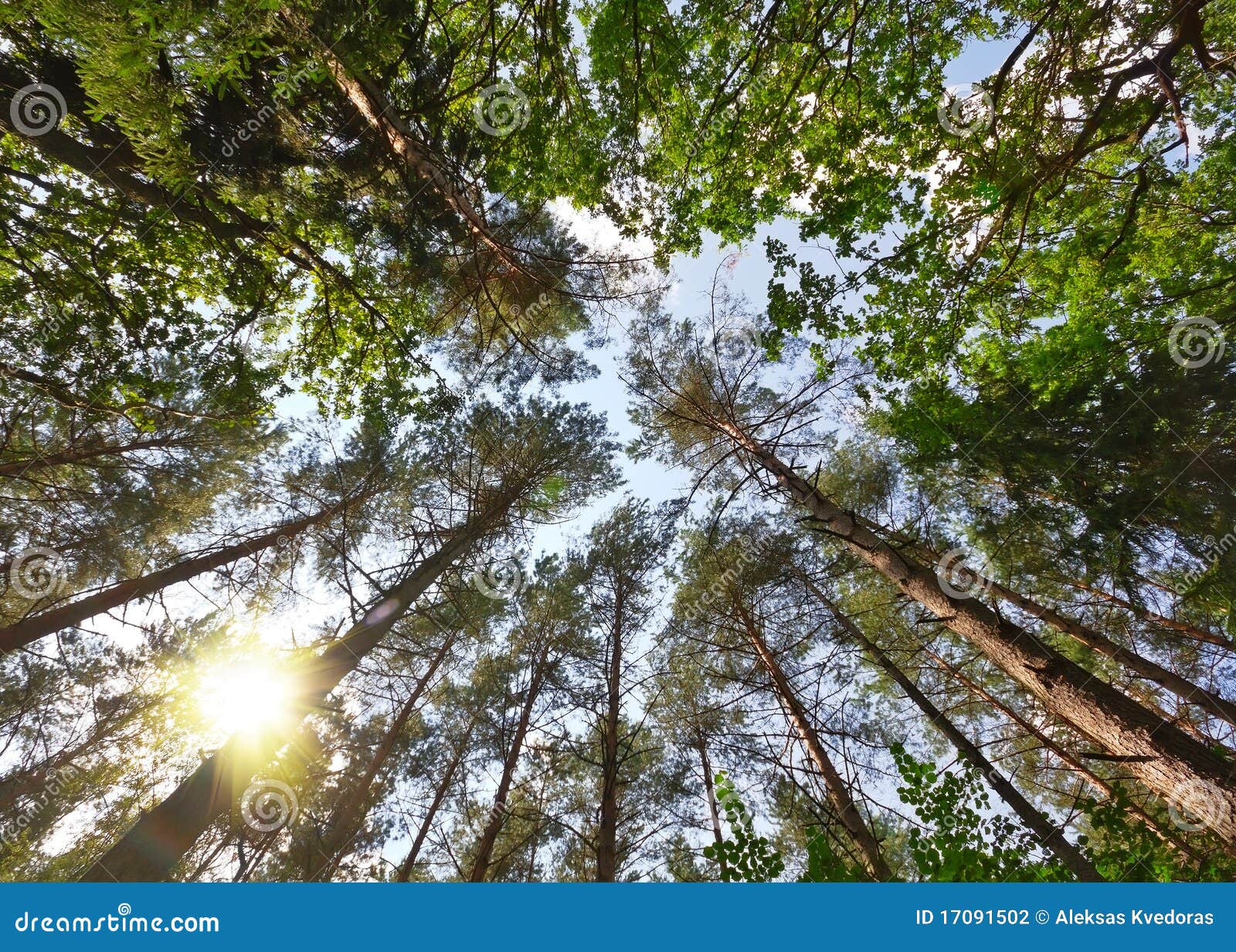Summer forest stock photo. Image of sunbeam, illuminated - 17091502