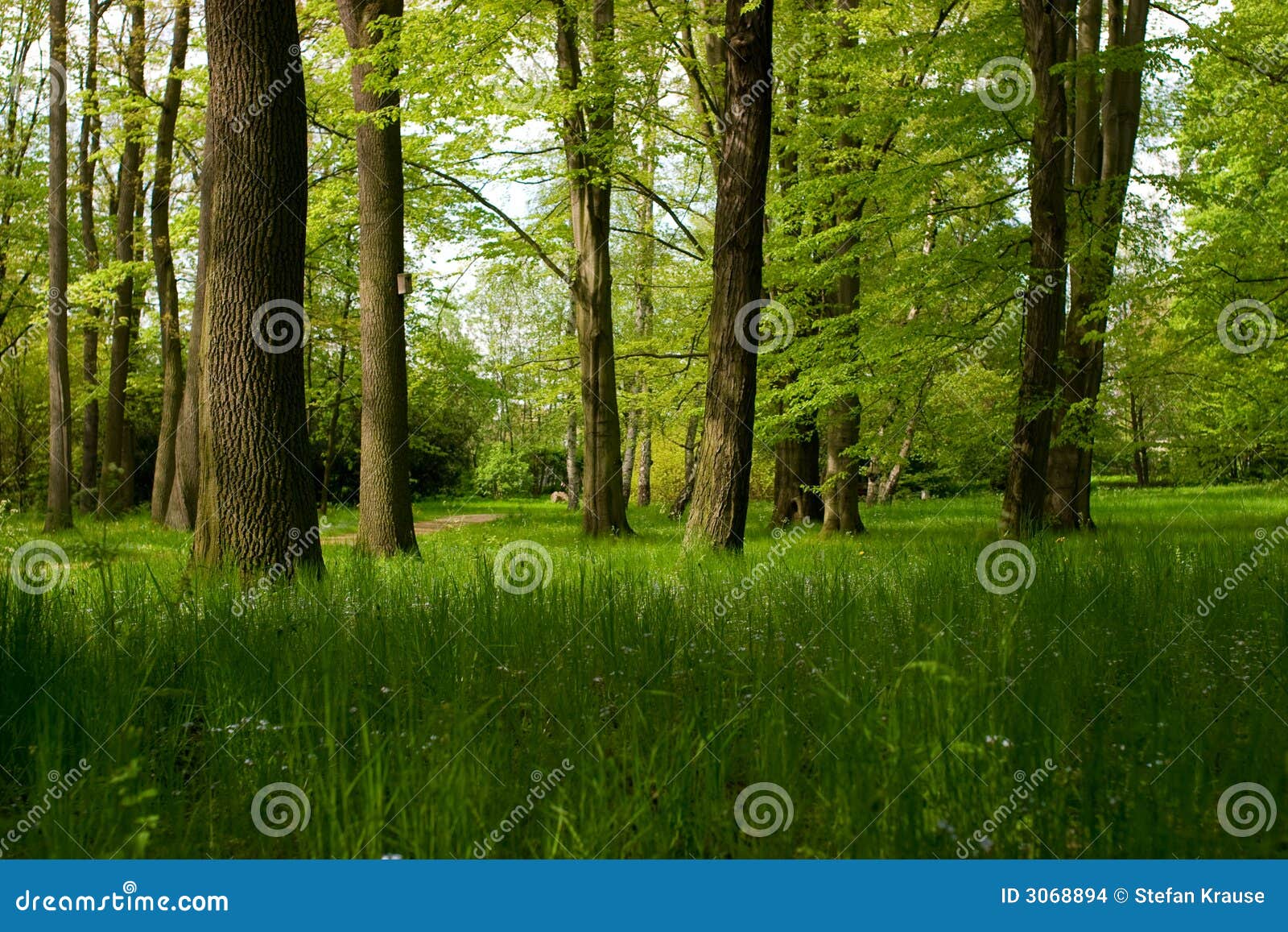 Summer forest stock photo. Image of outdoors, leaves, meadow - 3068894