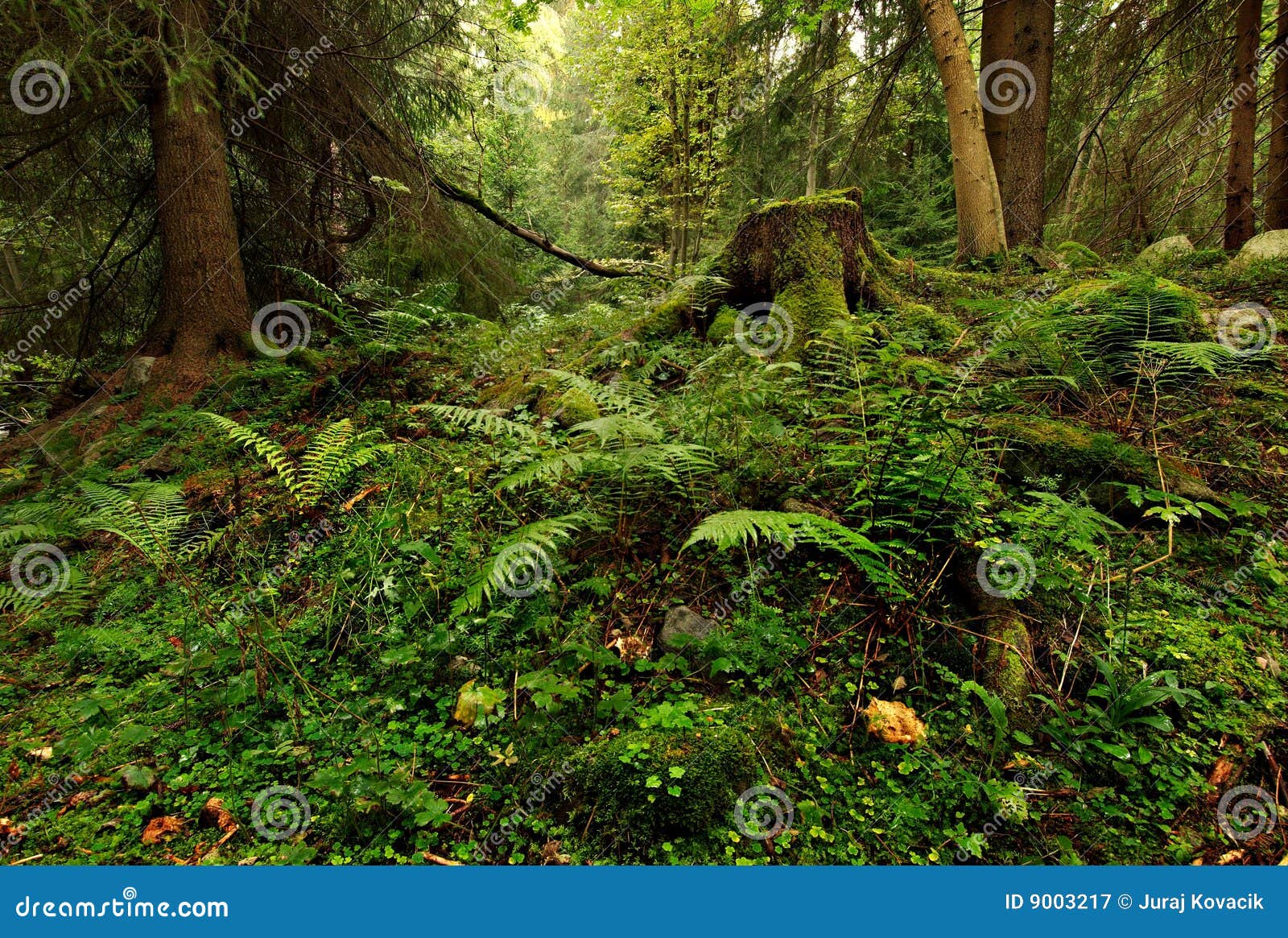 Summer forest stock image. Image of trees, nature, escape - 9003217