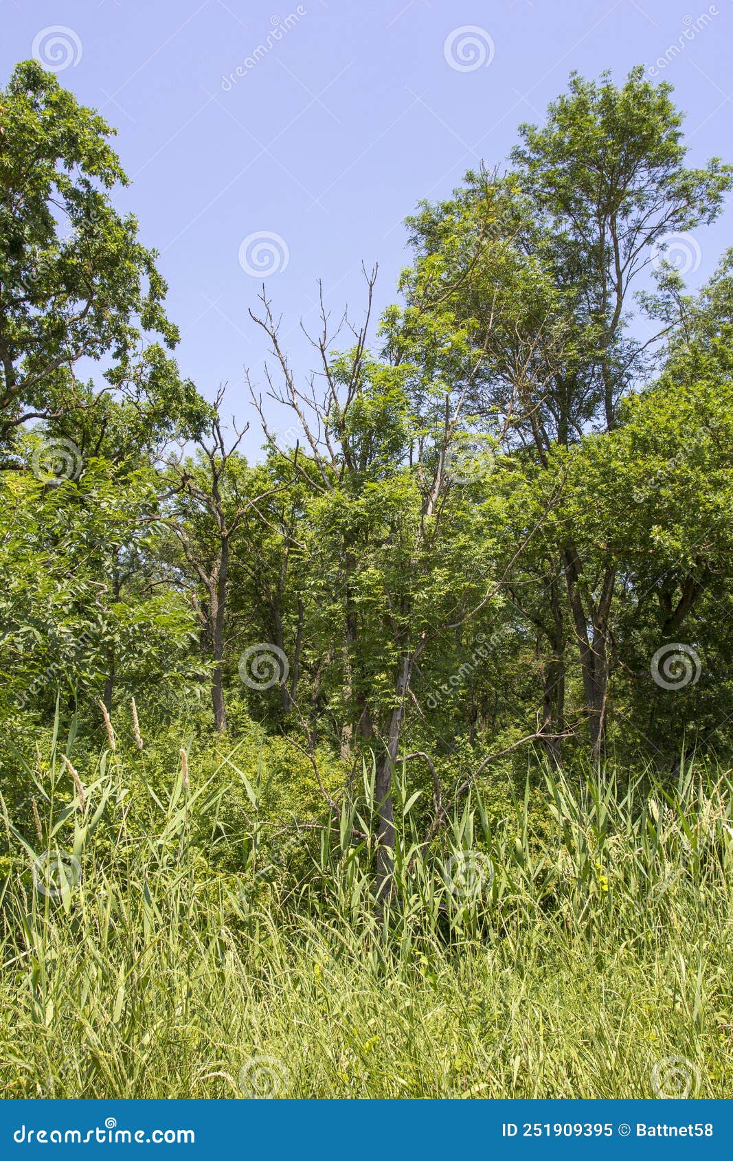 Summer, a Forest Area with a Damaged Crown of Trees by Leaf-eating ...