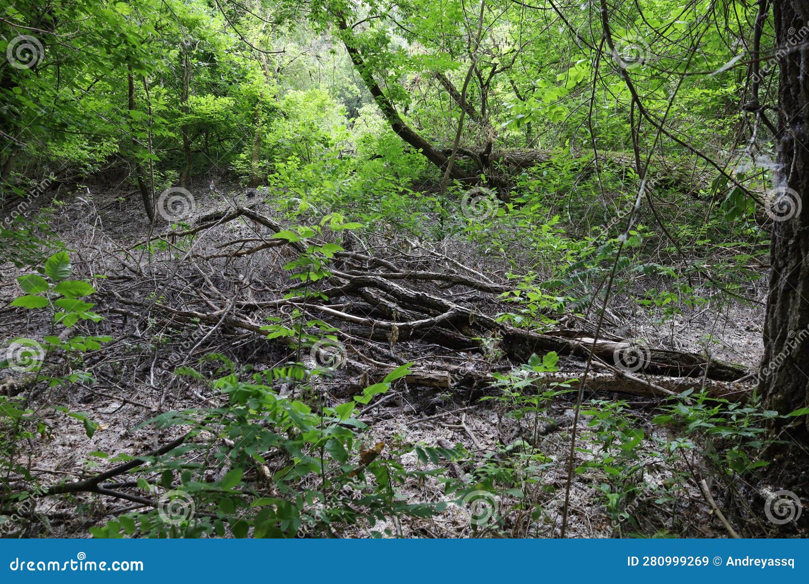 Summer Forest Atmosphere with Poplar Fluff Stock Image - Image of ...