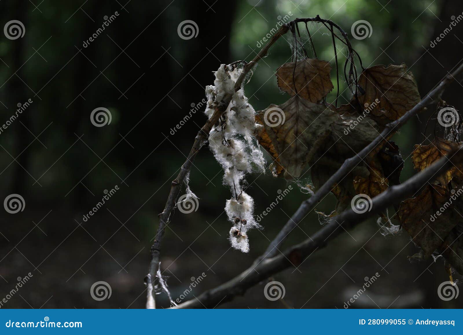 Summer Forest Atmosphere with Poplar Fluff Stock Image - Image of plant ...