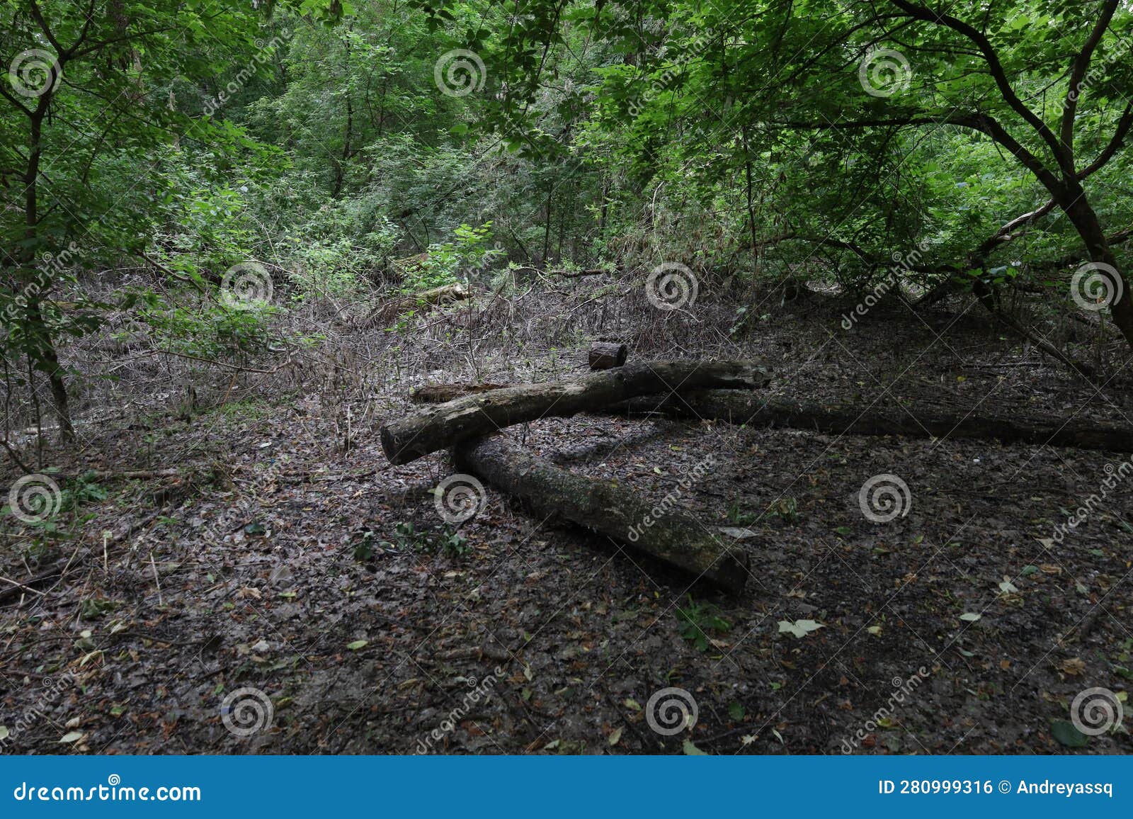 Summer Forest Atmosphere with Poplar Fluff Stock Photo - Image of ...