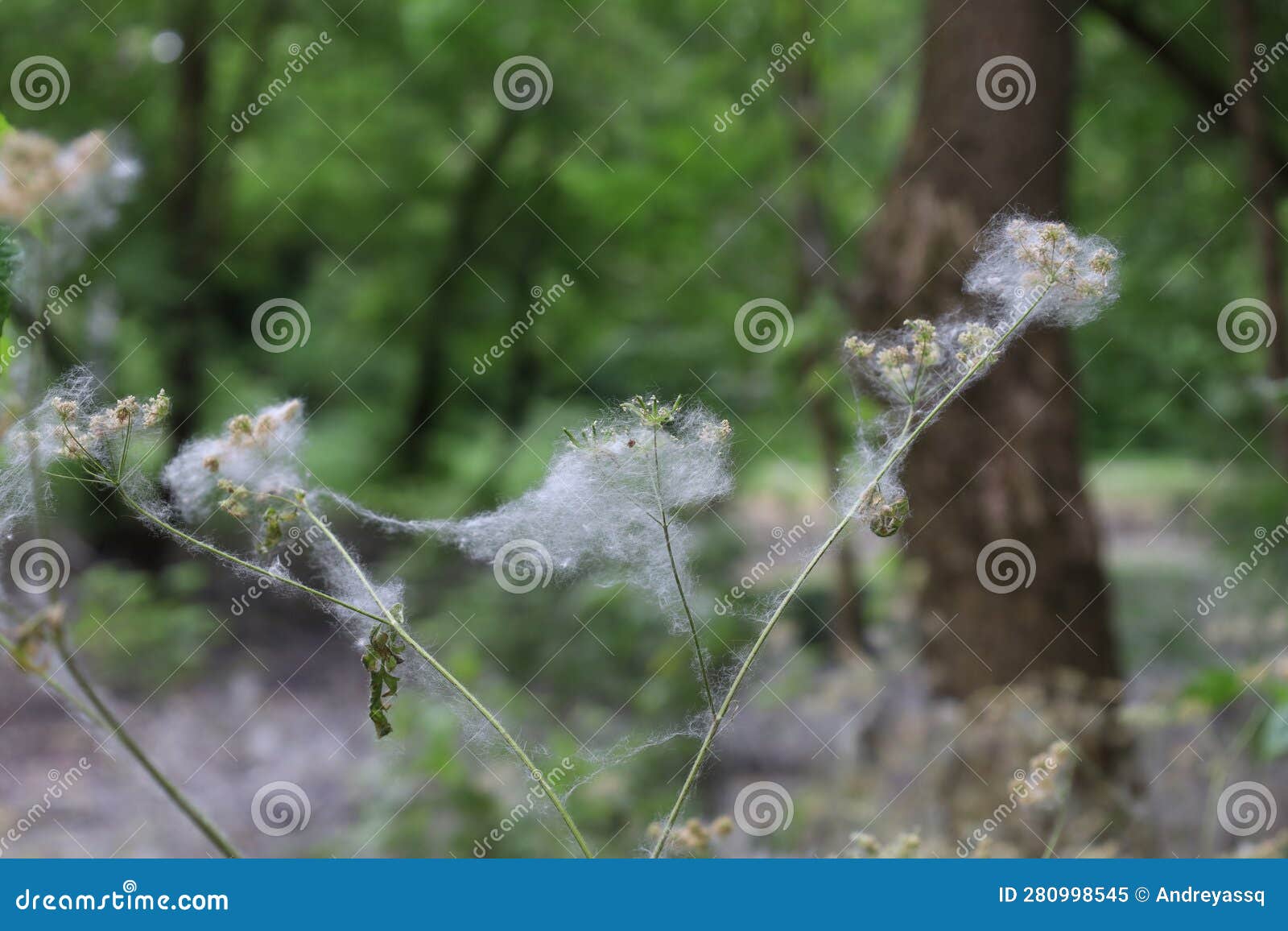 Poplar Fluff in the Summer Forest Stock Image - Image of environment ...