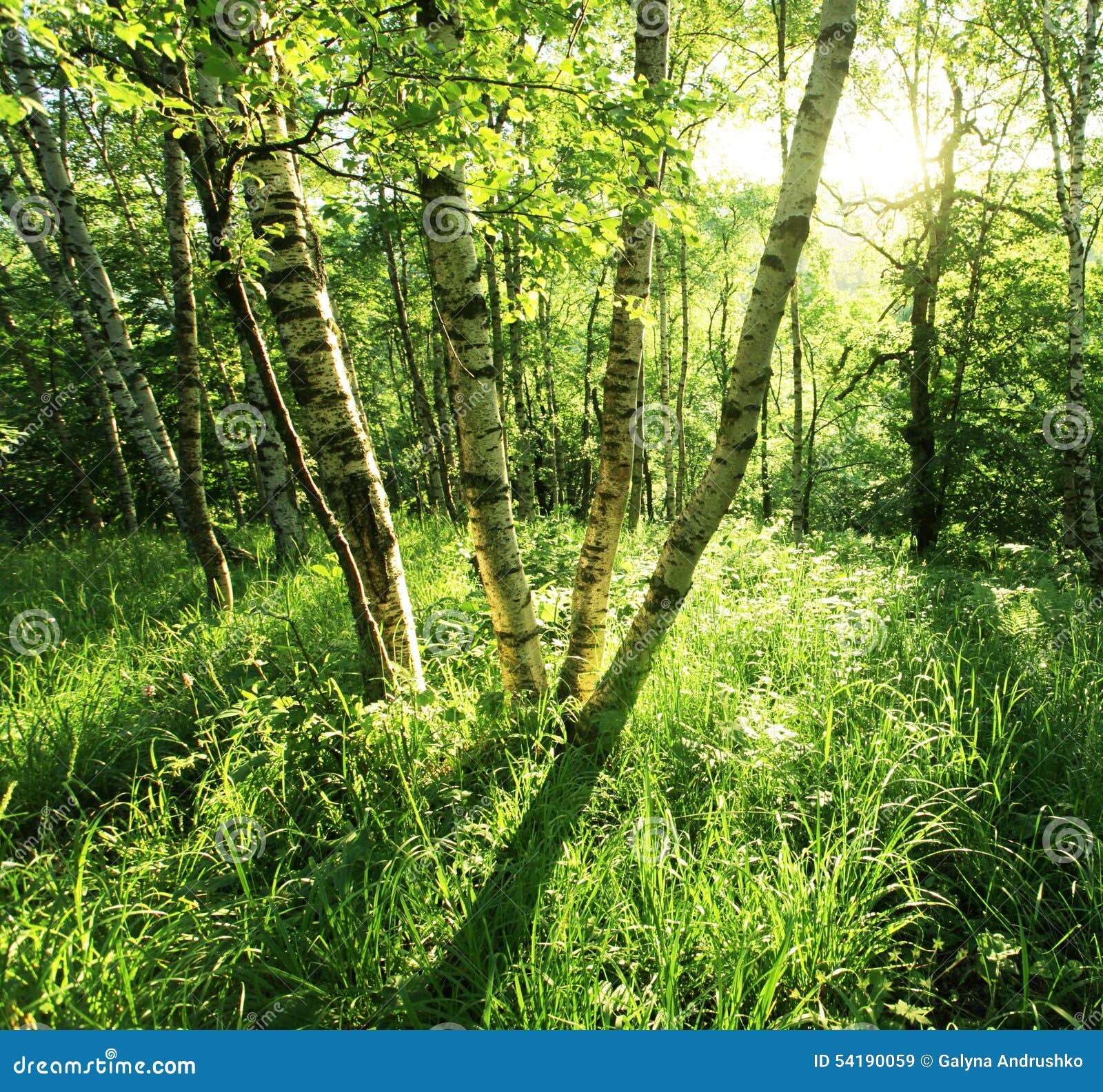 Summer forest stock image. Image of trees, landscapes - 54190059