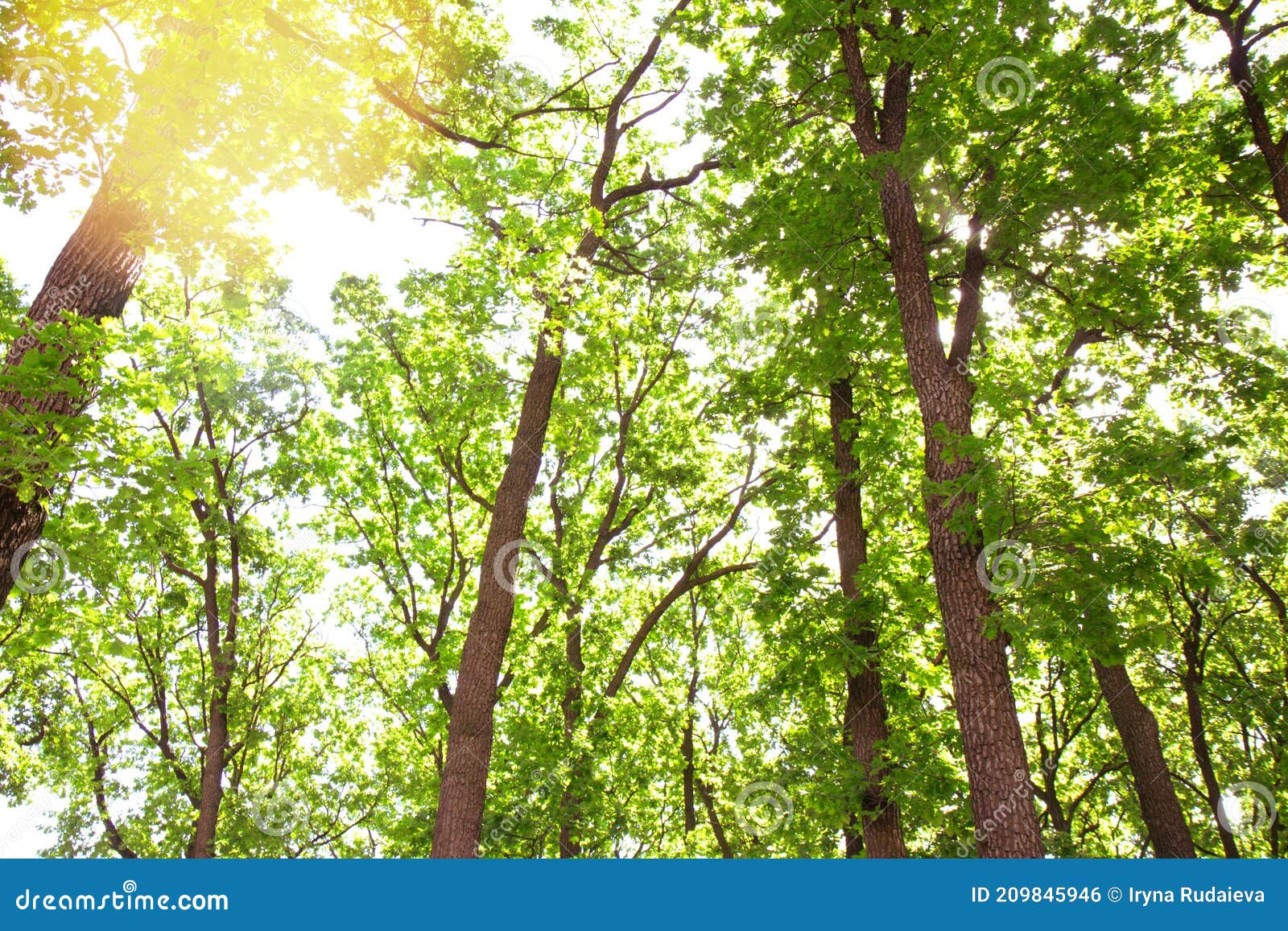 Summer forest bottom view stock photo. Image of birch - 209845946