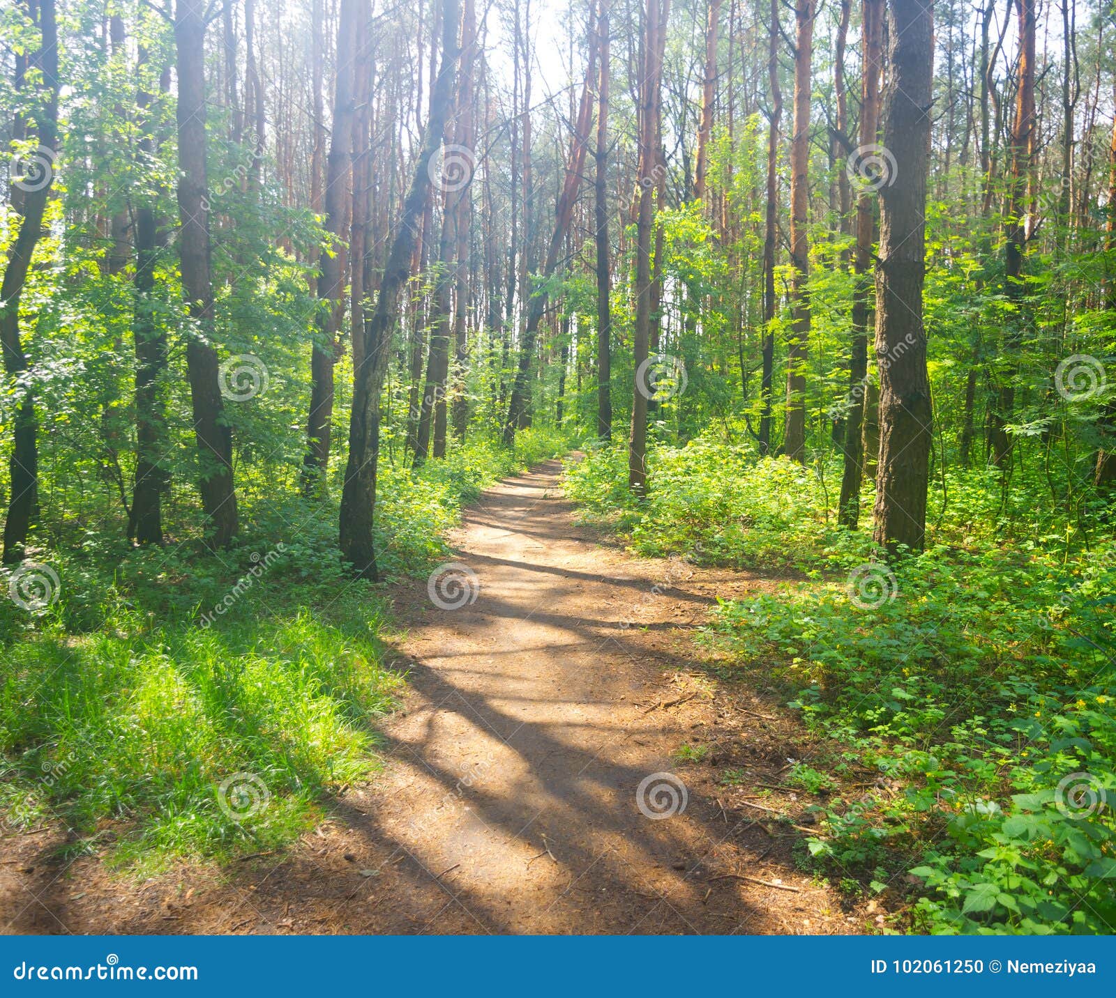 Summer forest stock photo. Image of outdoor, light, landscape - 102061250