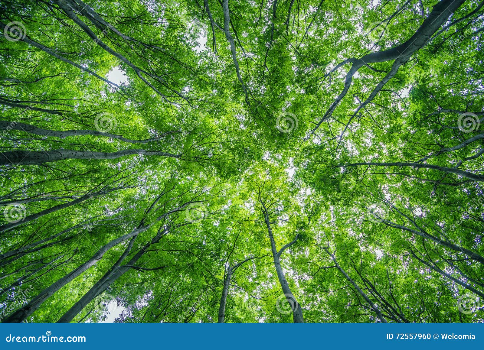 Summer Forest Canopy stock photo. Image of forest, backdrop - 72557960
