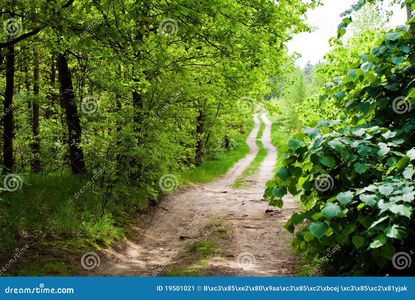Summer Forest an Country Road Stock Image - Image of park, garden: 19501021