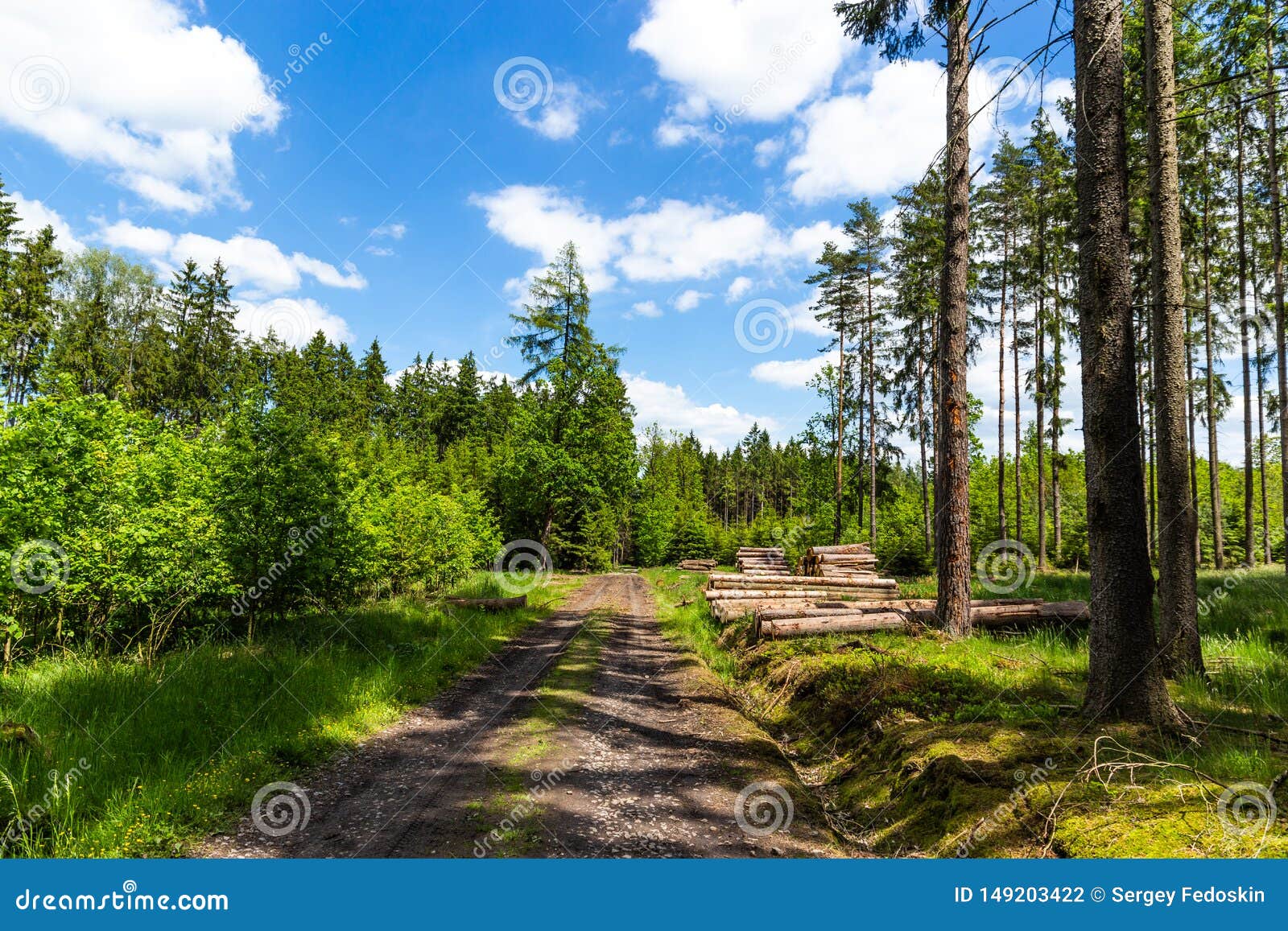 Summer Forest with Different Trees Stock Photo - Image of flow, park ...