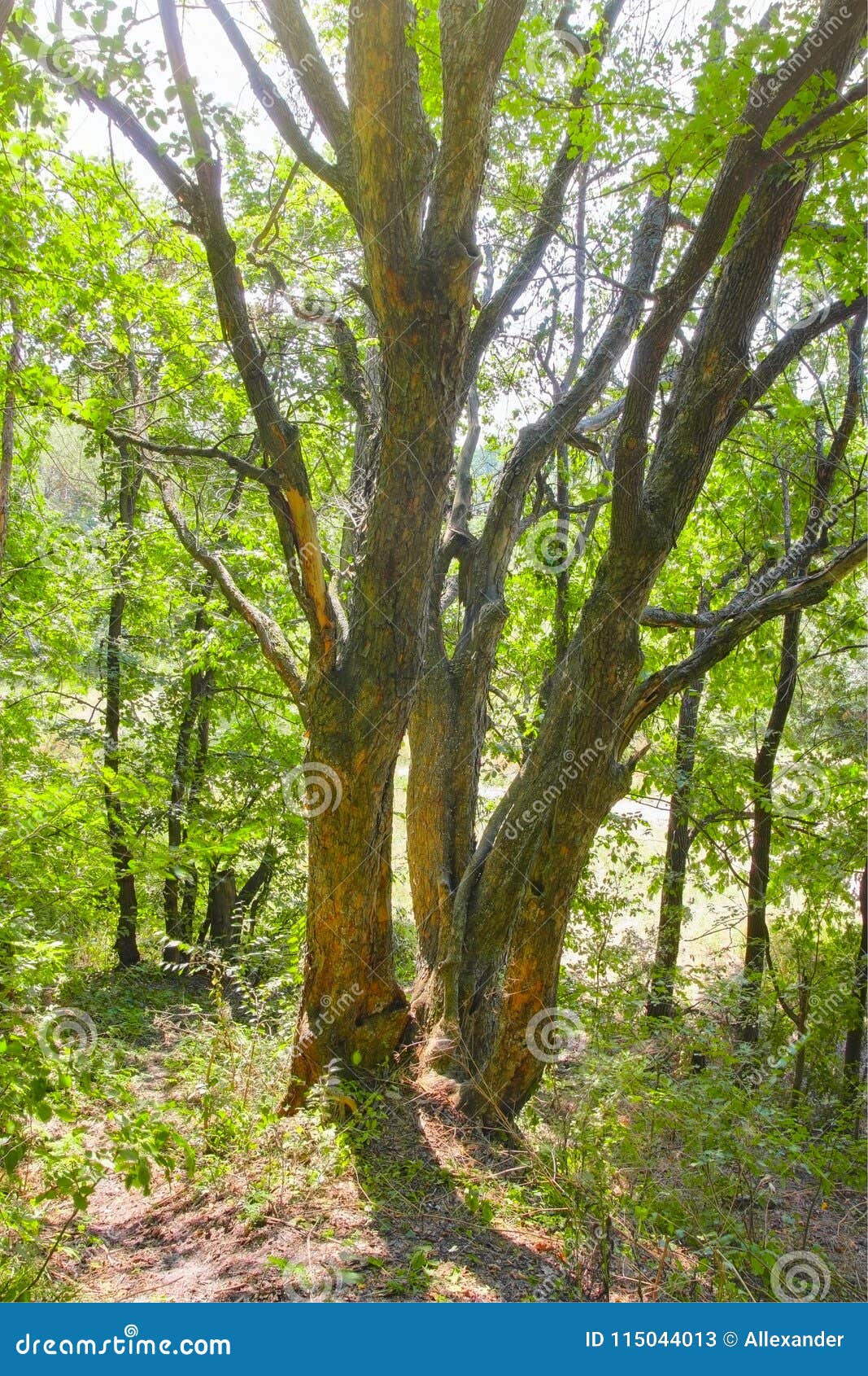 Dry tree in the forest stock image. Image of dead, trees - 115044013