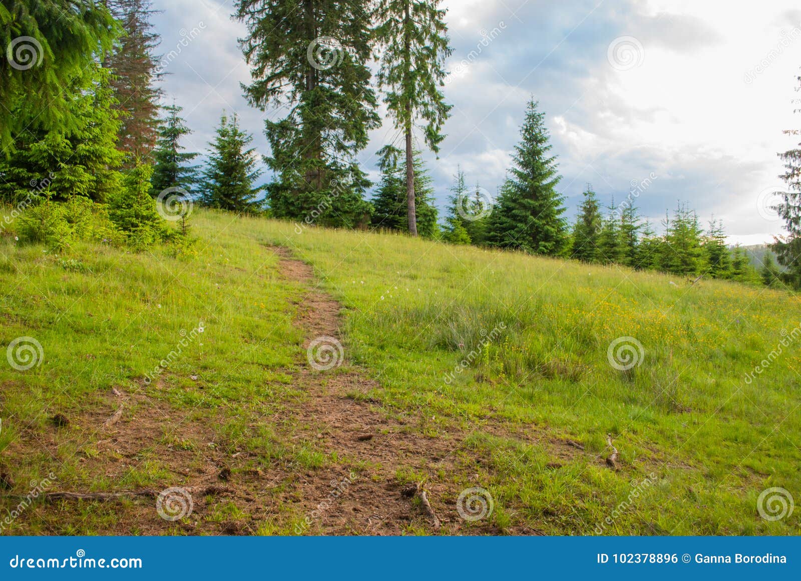 Summer Forest Footpath. Glade in the Forest Stock Photo - Image of lush ...