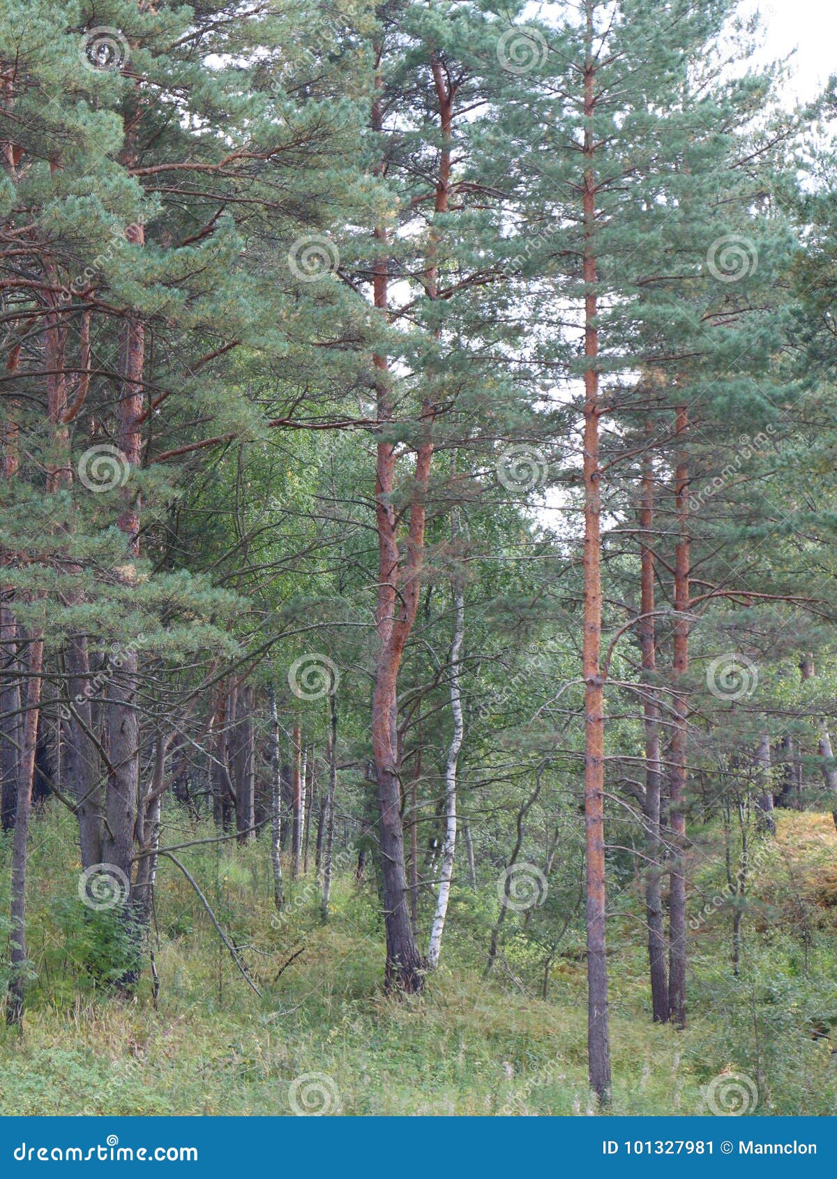 Summer forest stock image. Image of green, tree, nature - 101327981