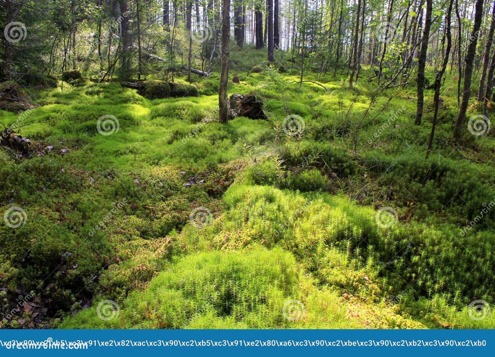 Summer Forest with Green Moss Stock Photo - Image of spring, trail ...