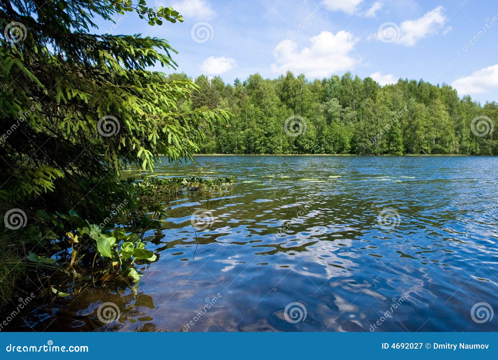 Summer at the forest lake stock image. Image of trees - 4692027