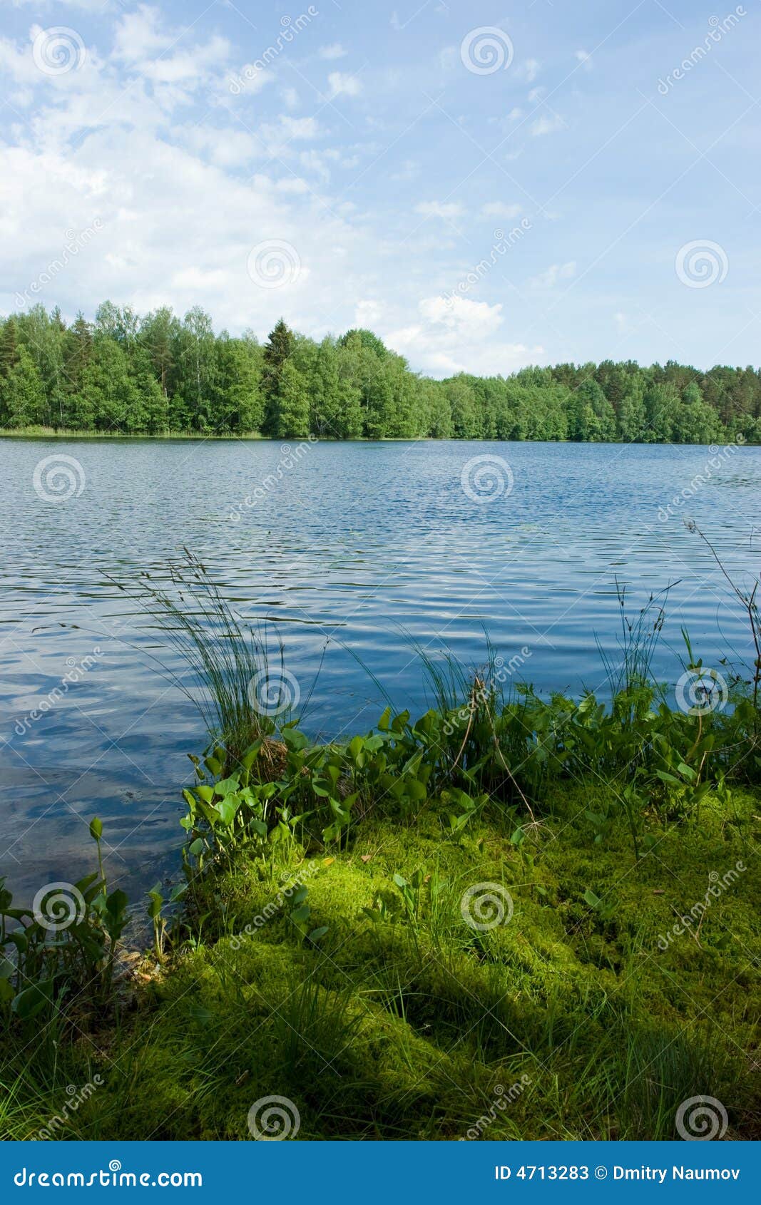 Summer at the forest lake stock image. Image of nature - 4713283
