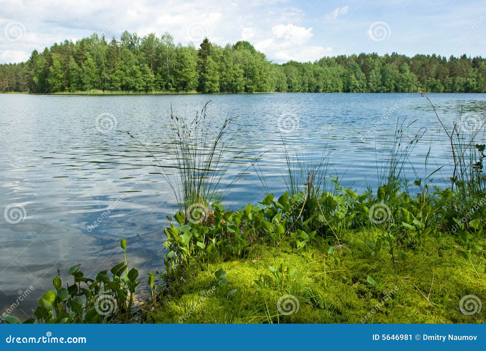 Summer at the forest lake stock image. Image of blue, scene - 5646981