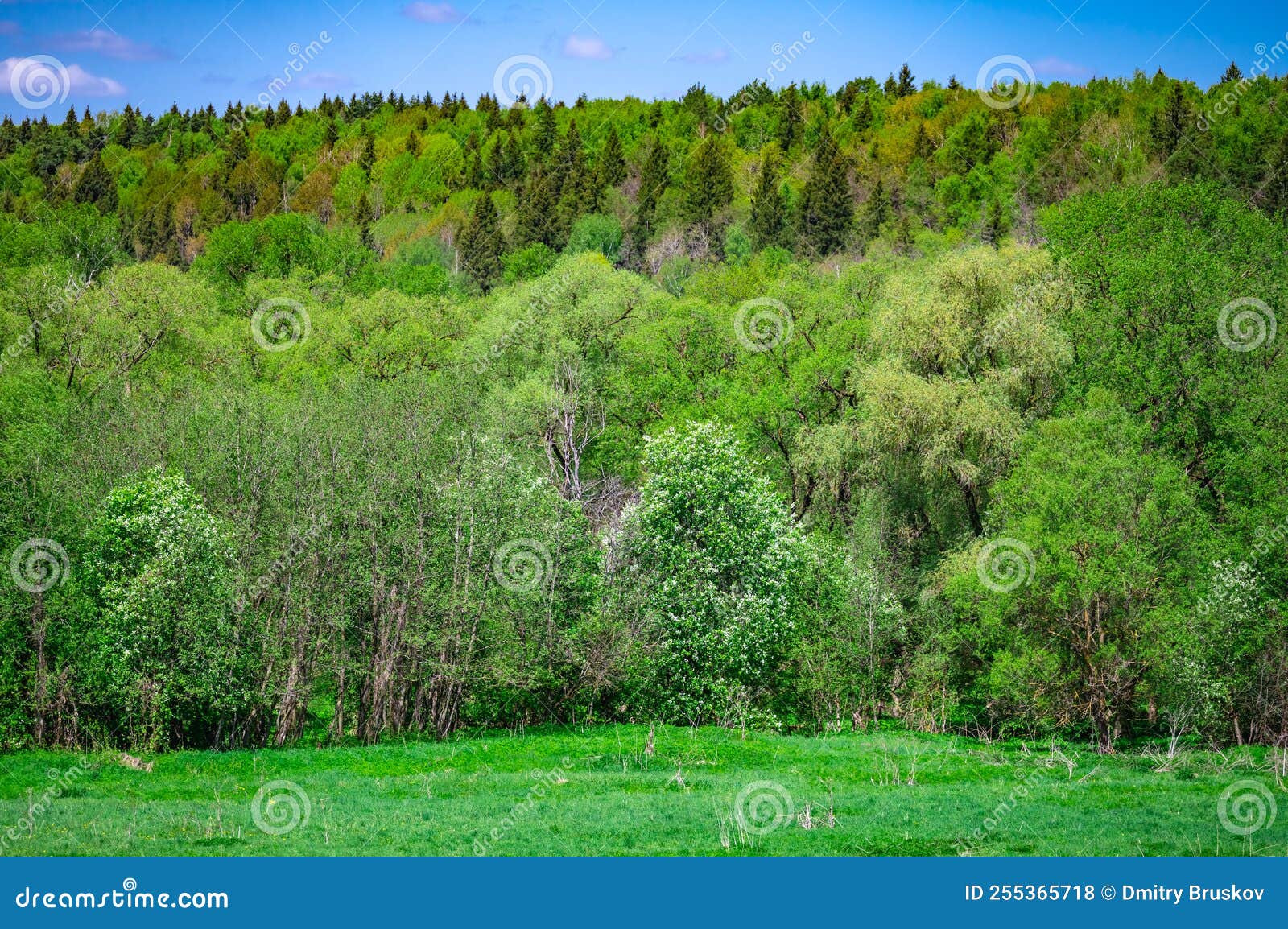Summer forest landscape stock photo. Image of scenery - 255365718