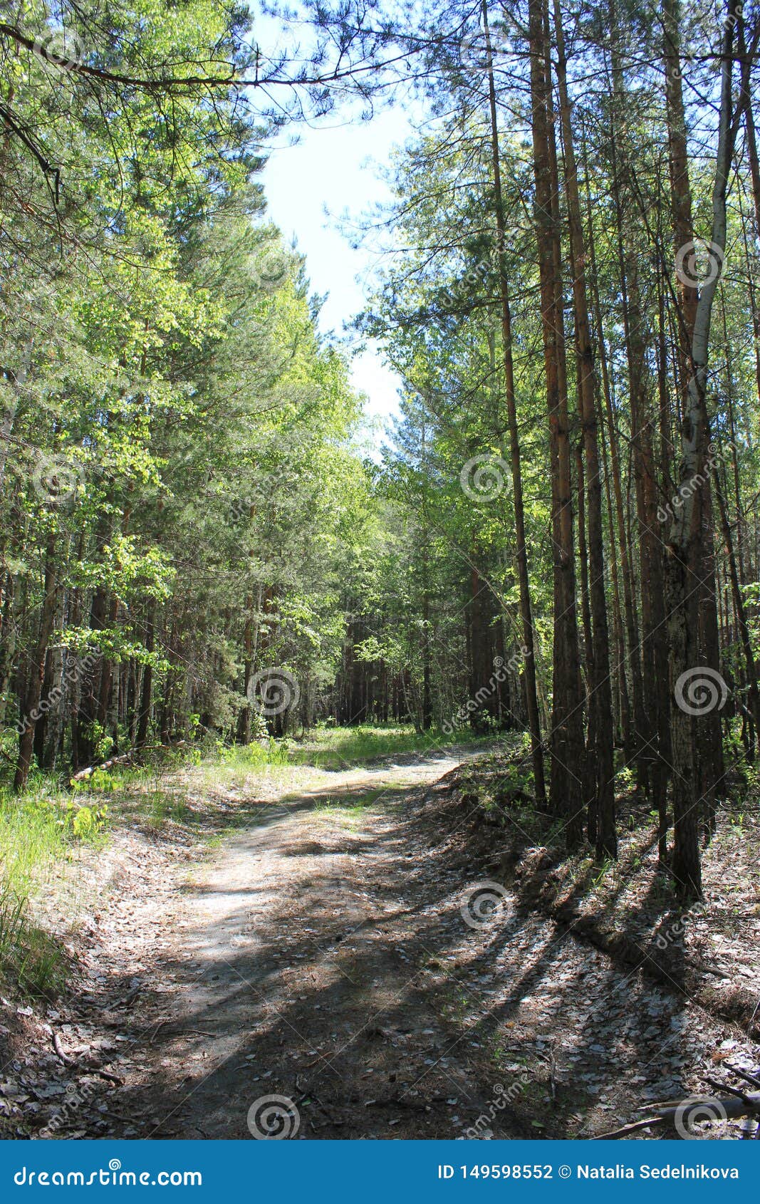 Summer. Forest landscape stock photo. Image of lush - 149598552