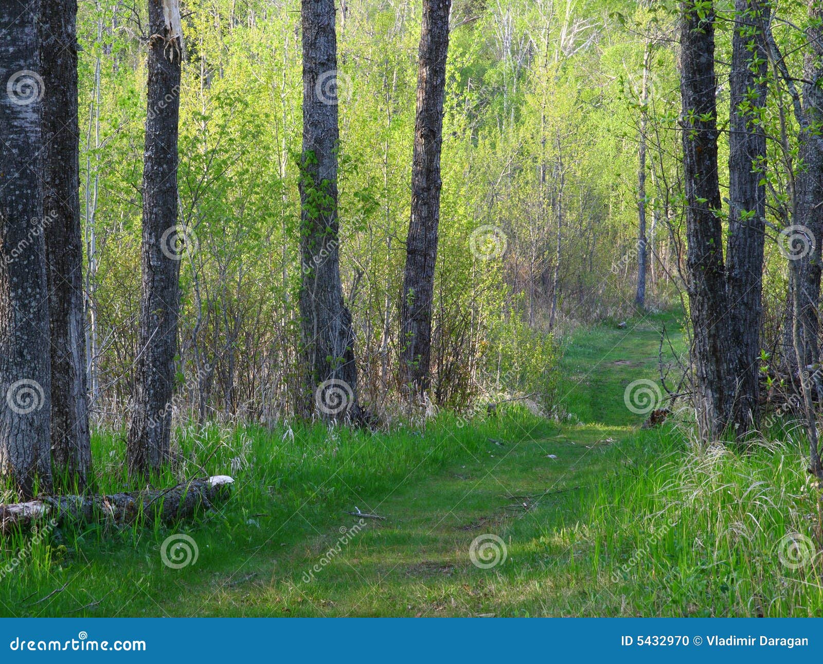 Summer forest in Minnesota stock photo. Image of fresh - 5432970