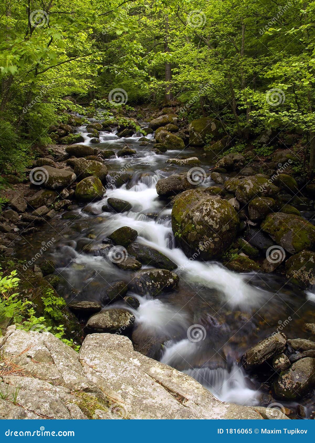 Summer Forest Mountain Stream Stock Image - Image of earth, hillside ...