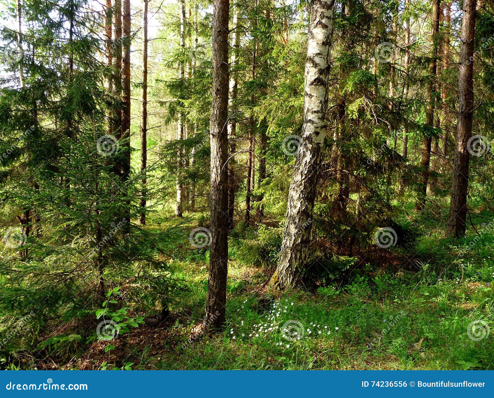 Summer forest in noon stock photo. Image of birch, countryside - 74236556