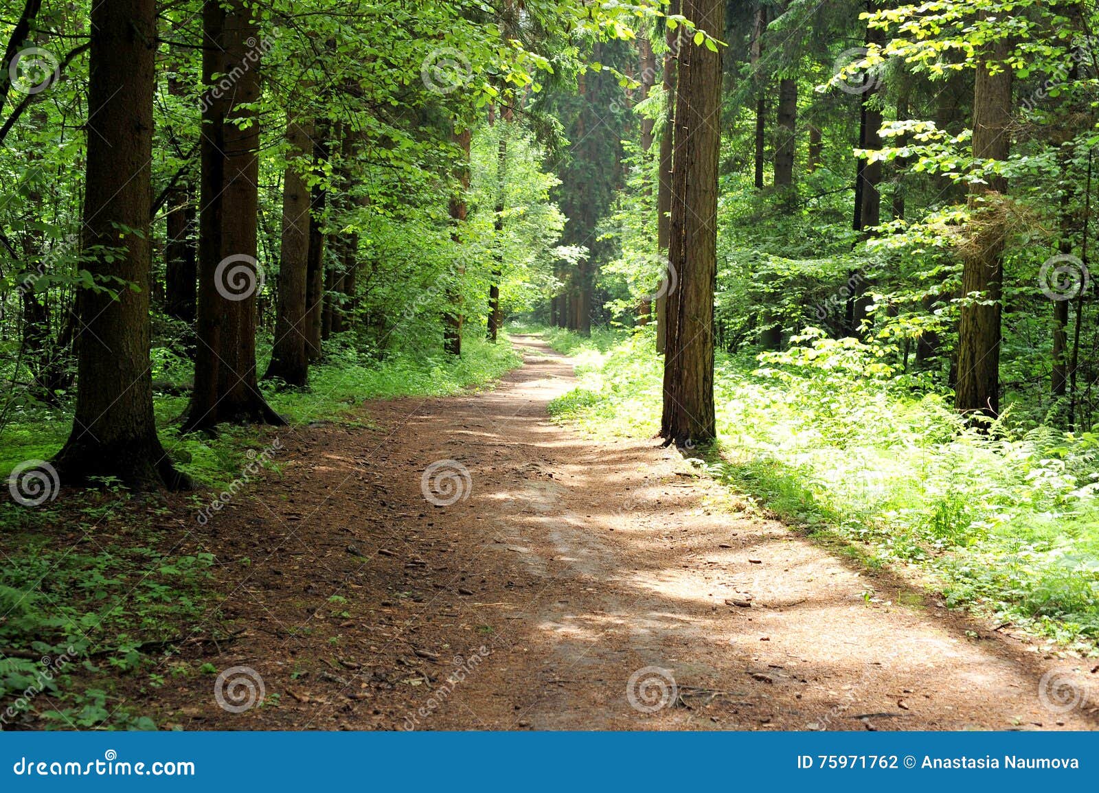 Summer forest path stock photo. Image of leaf, nature - 75971762