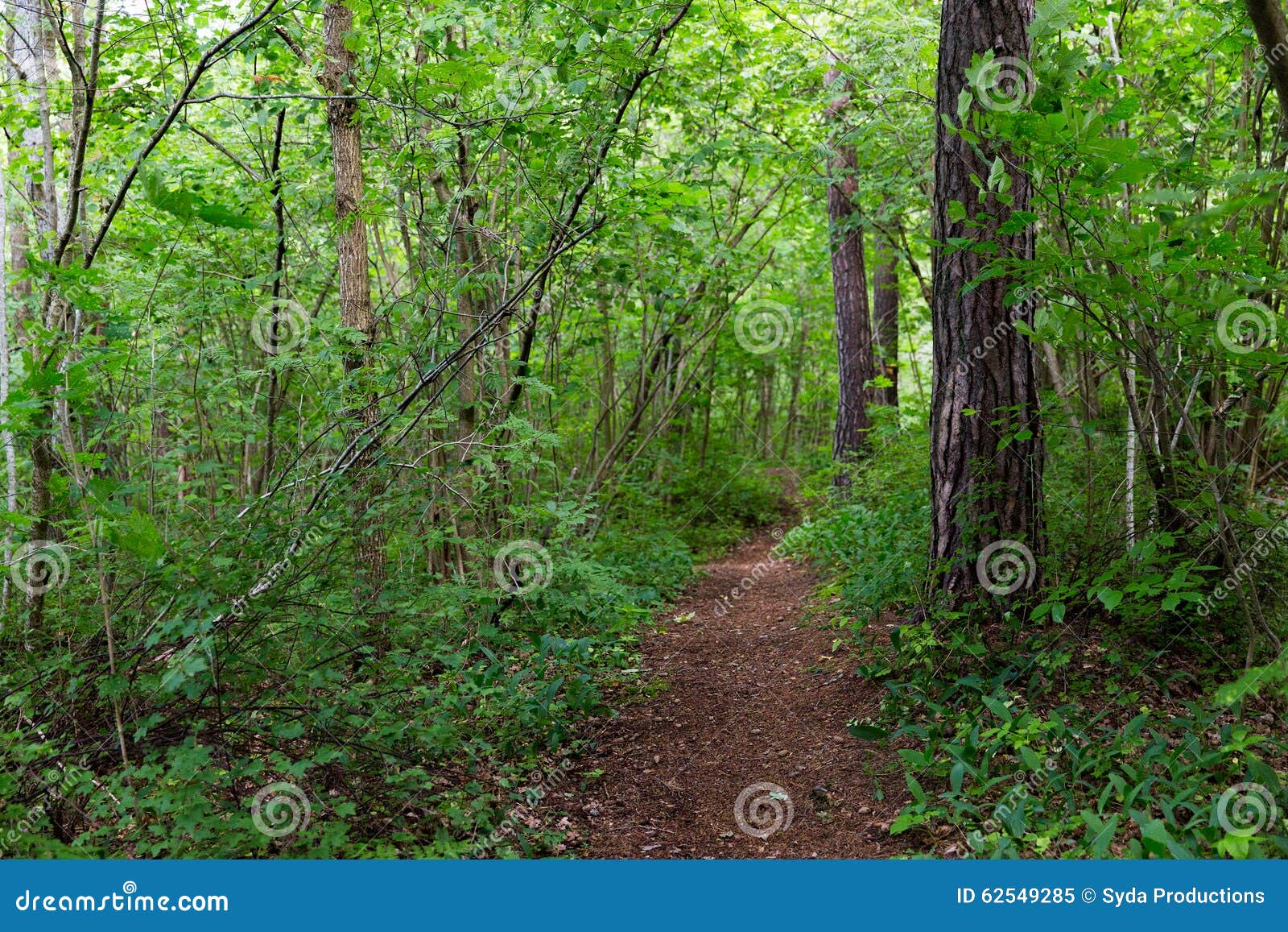 Summer forest and path stock image. Image of concept - 62549285
