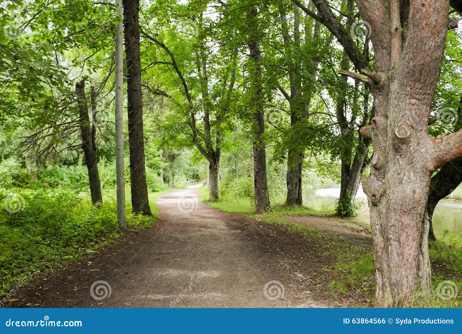 Summer forest and path stock photo. Image of flora, concept - 63864566