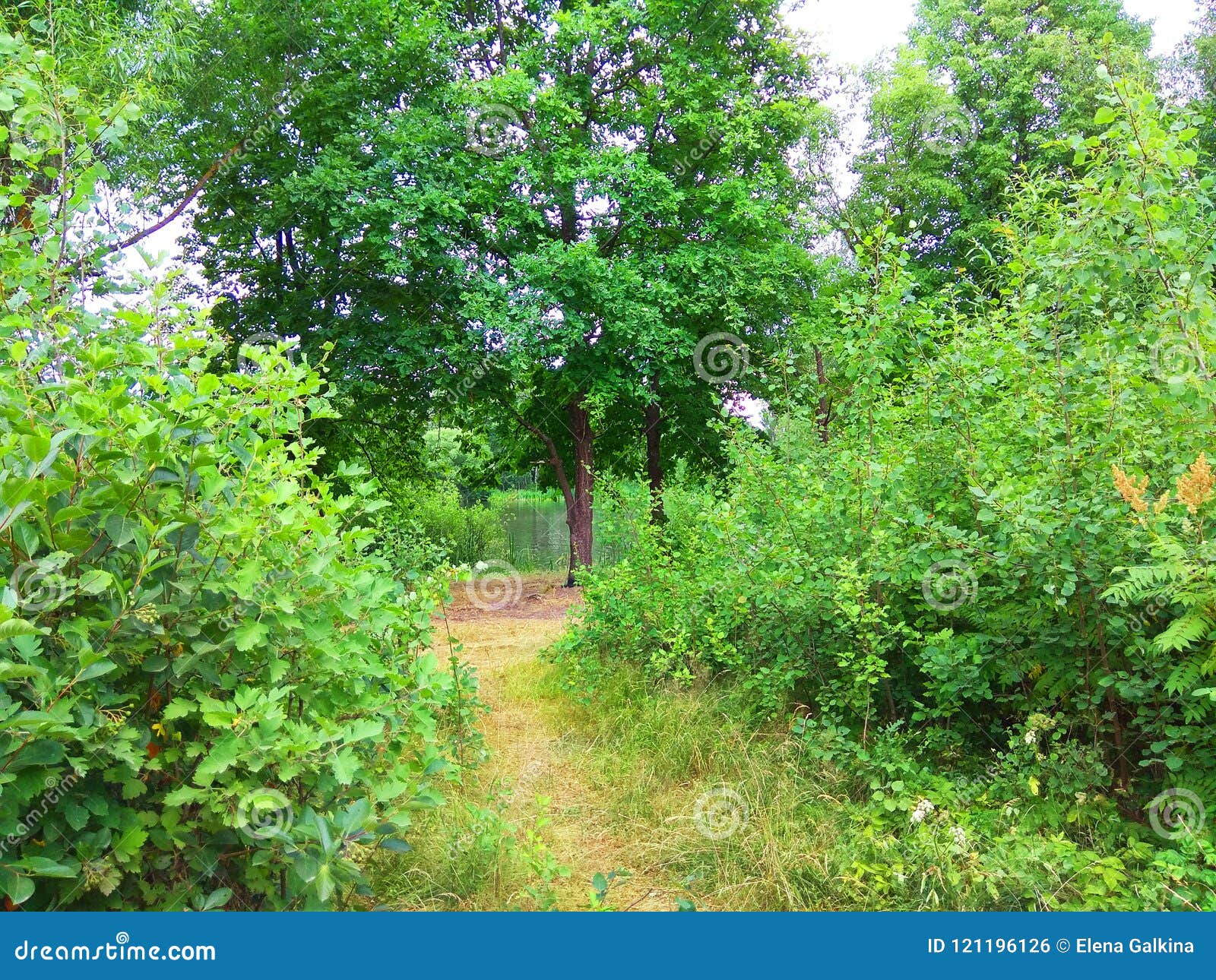 Summer forest path photo stock photo. Image of lush - 121196126