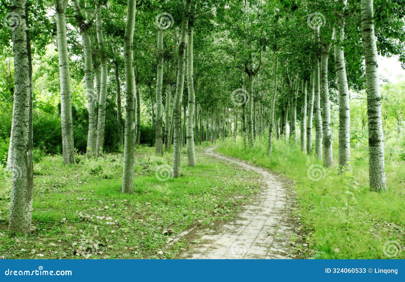 Summer Forest Path in the Suburbs Stock Image - Image of mood, forest ...