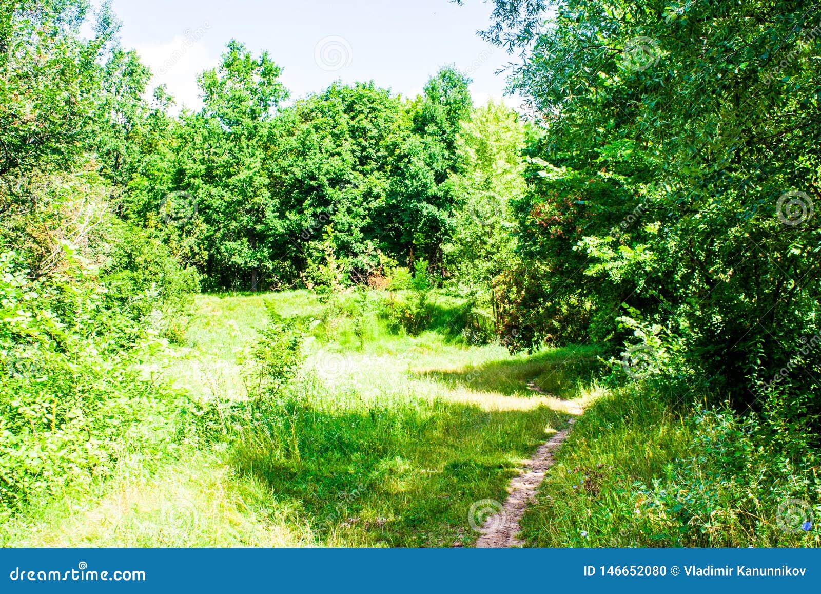 Summer forest path stock photo. Image of summer, small - 146652080