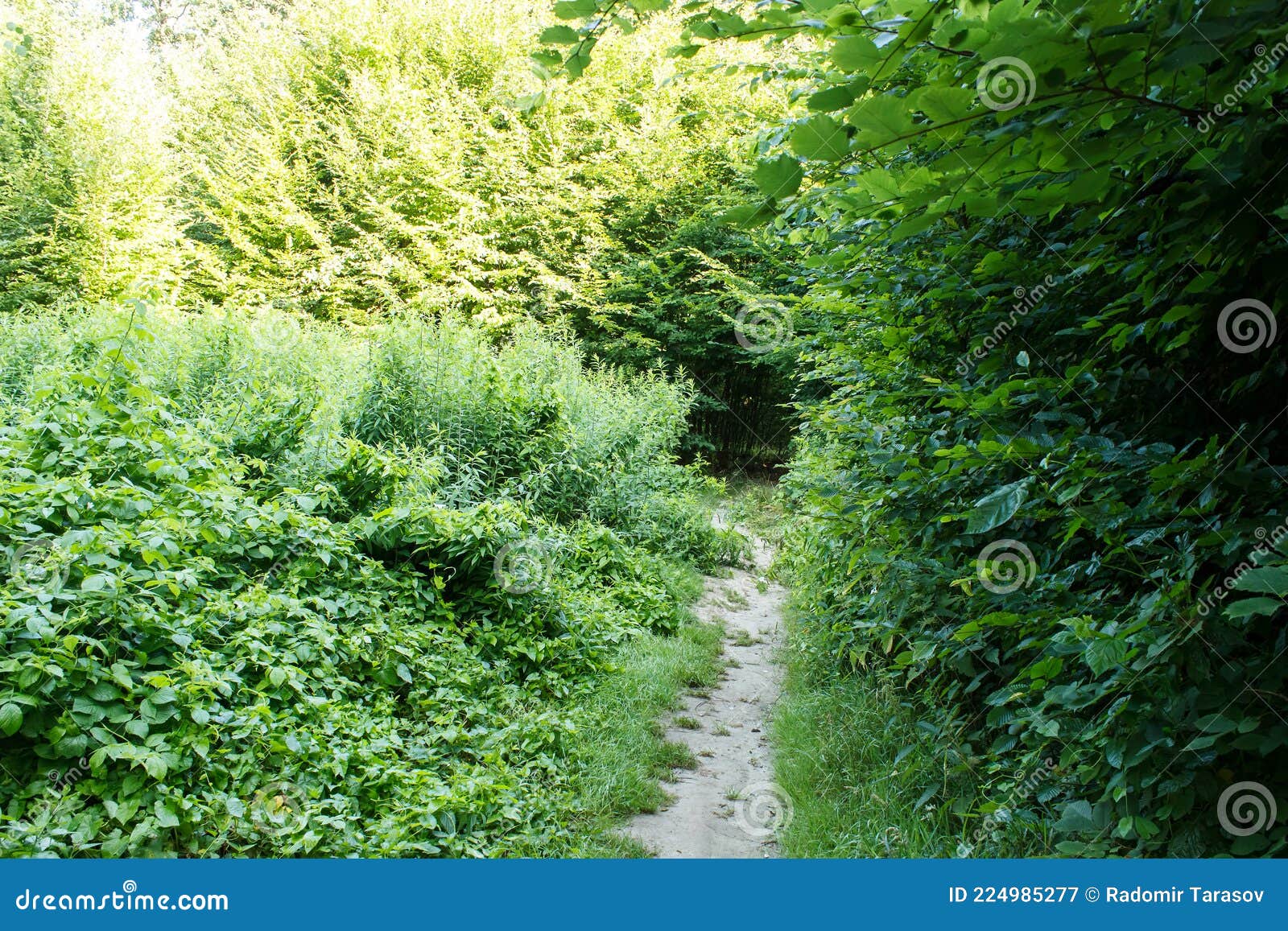 Summer forest path stock image. Image of foliage, plant - 224985277