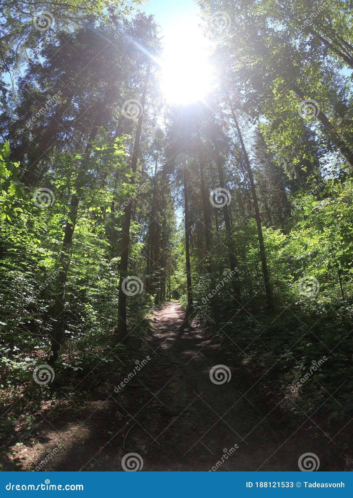 Summer Forest Path Sunshine Stock Image - Image of scenic, natural ...