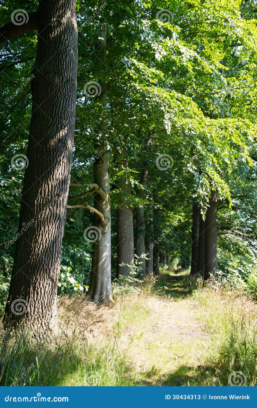 Summer in forest stock image. Image of shadow, zeist - 30434313
